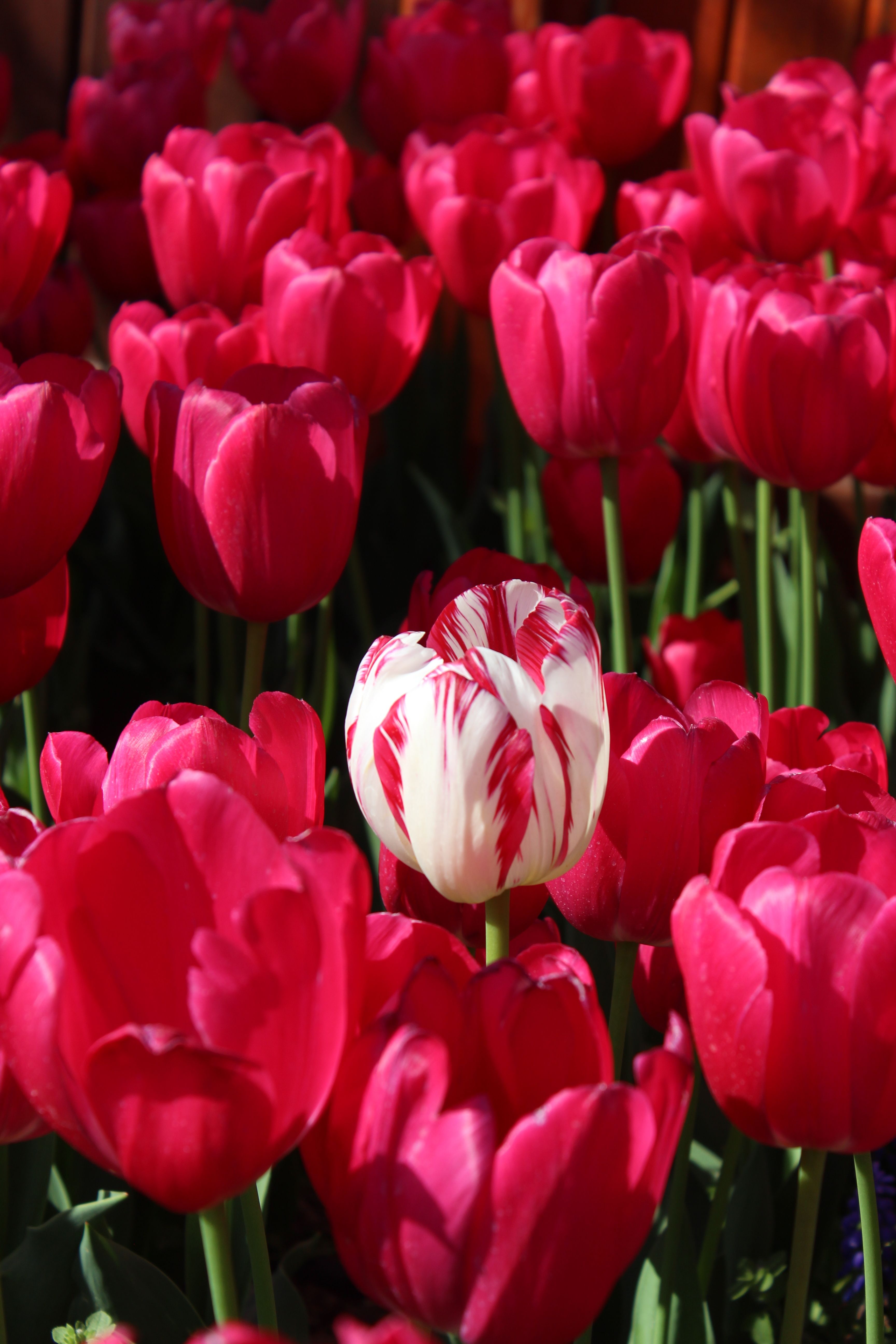 Vibrant Red Tulips with Unique Bloom in Turkey · Free Stock Photo