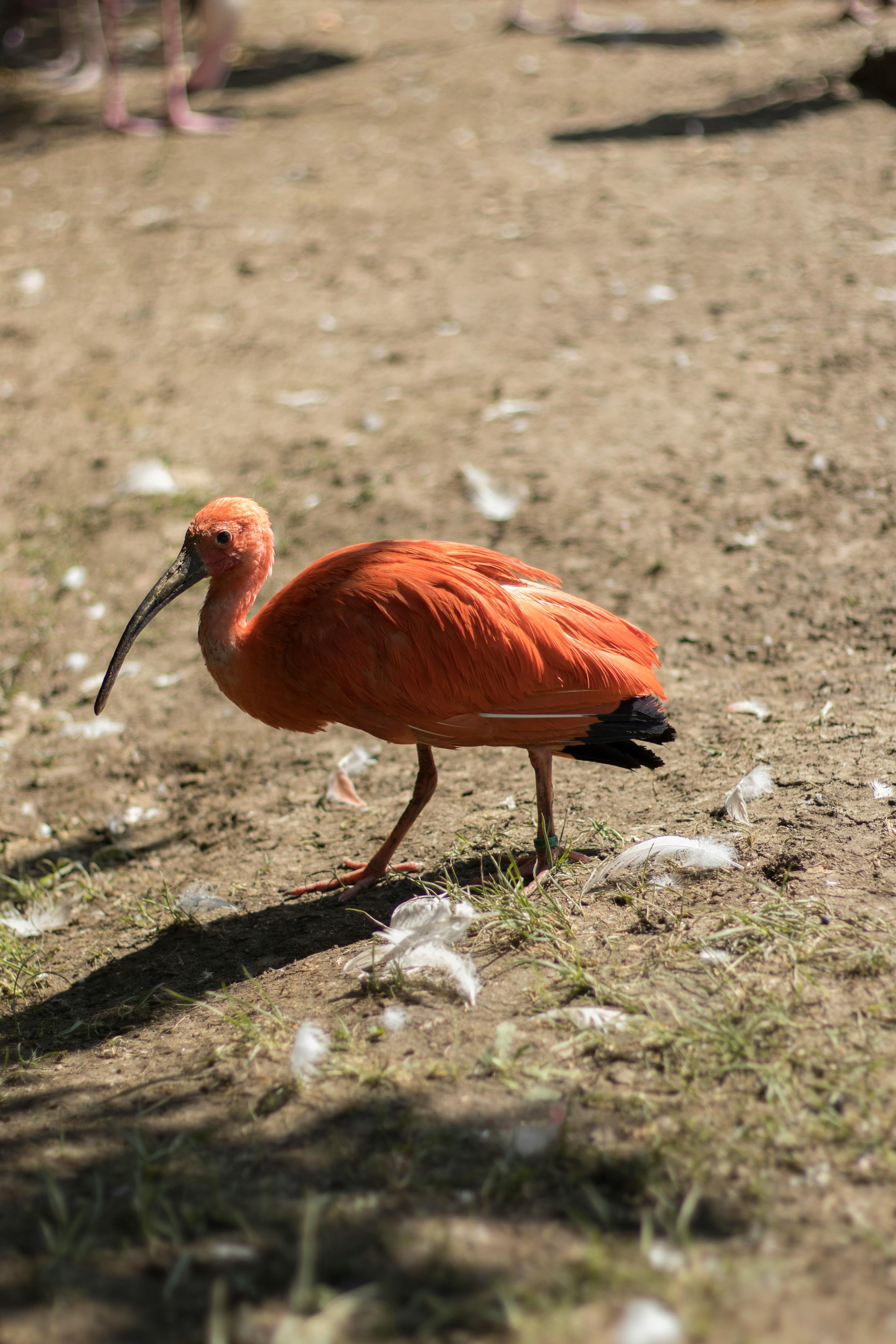 Ibis Escarlate Passeando Ao Ar Livre Sob A Luz Do Sol · Foto ...