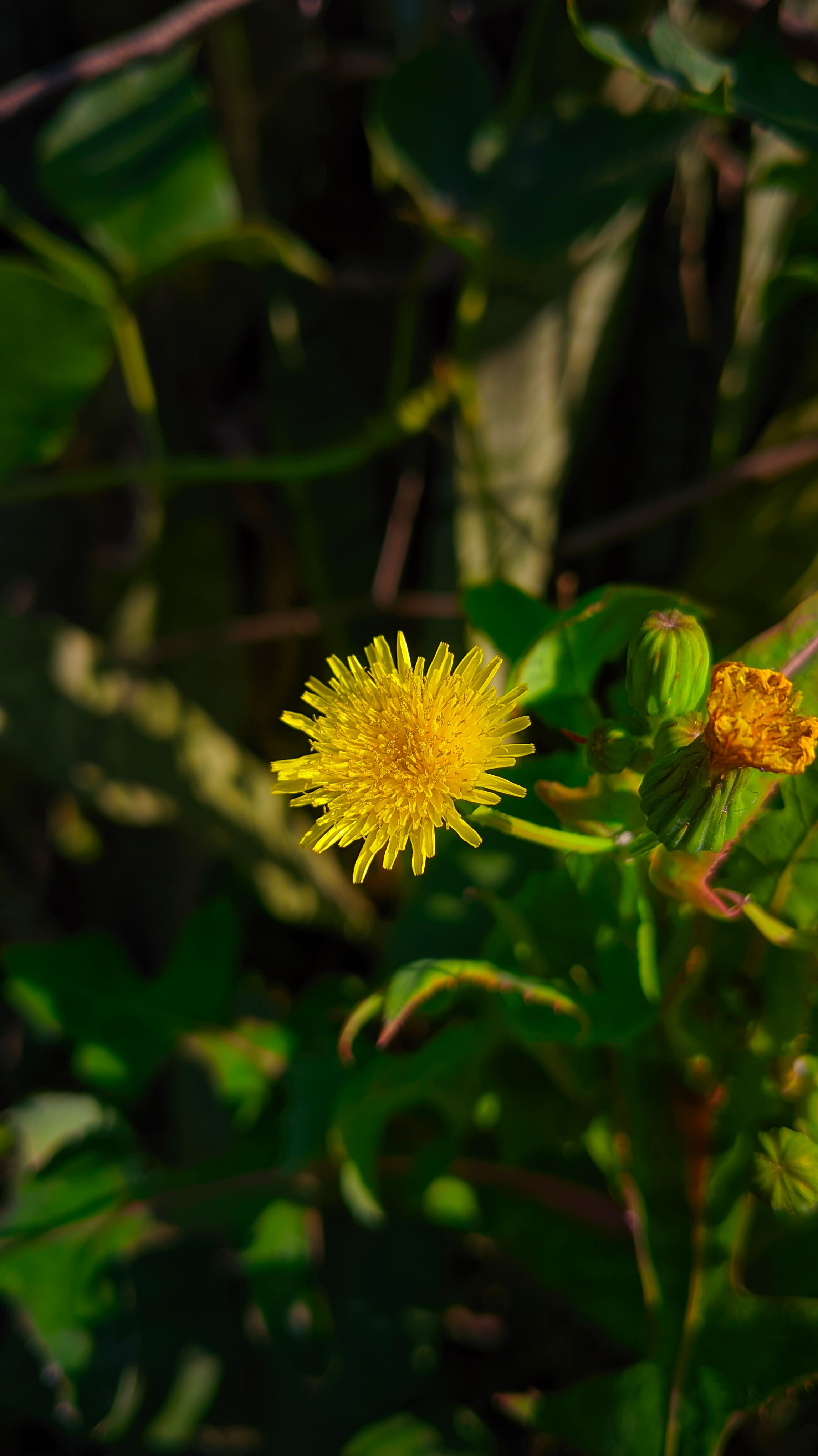 Noncultivated Flower Photos, Download The BEST Free Noncultivated ...