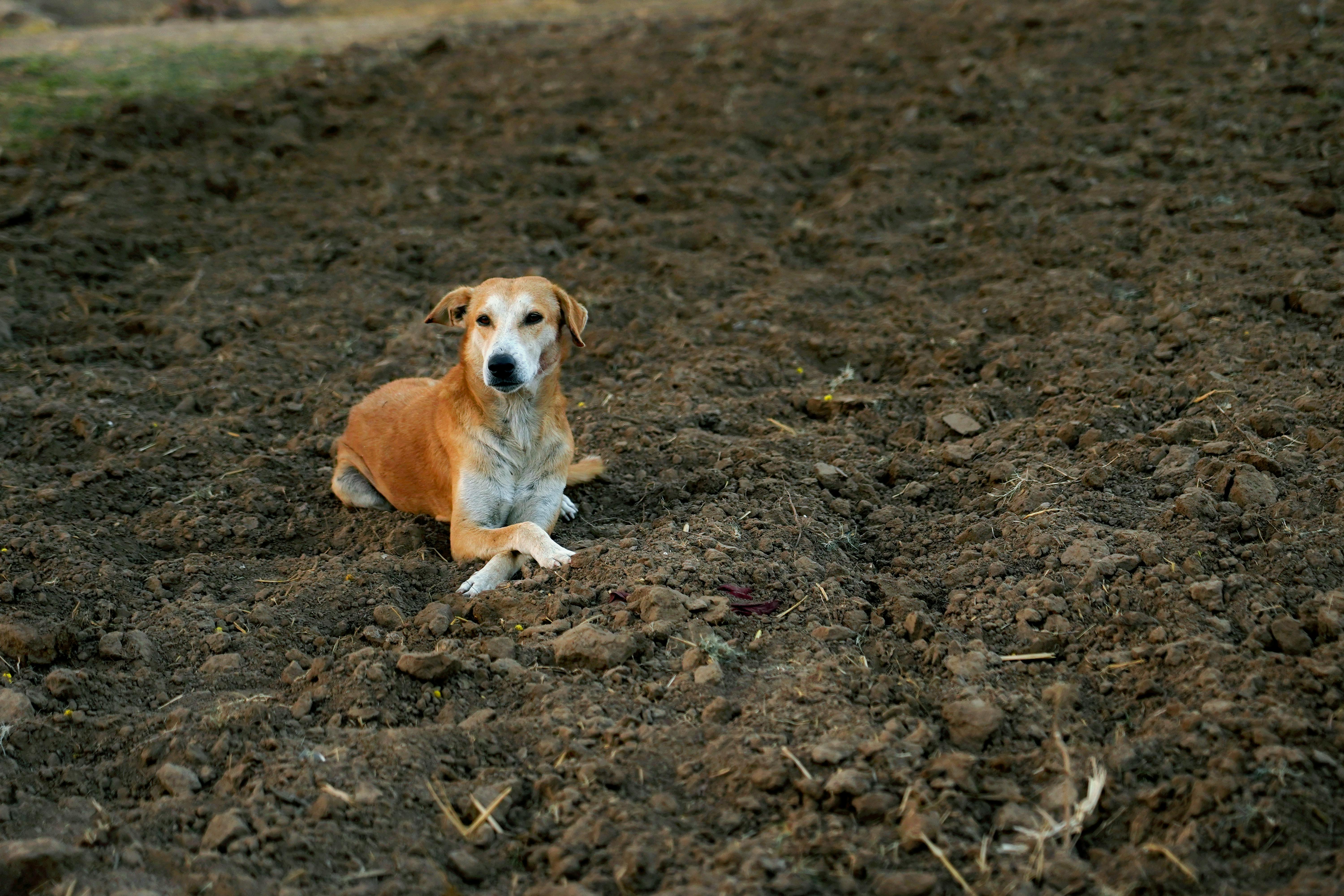 Ubrania Dog Plow Photos, Download The BEST Free Ubrania Dog Plow Stock ...