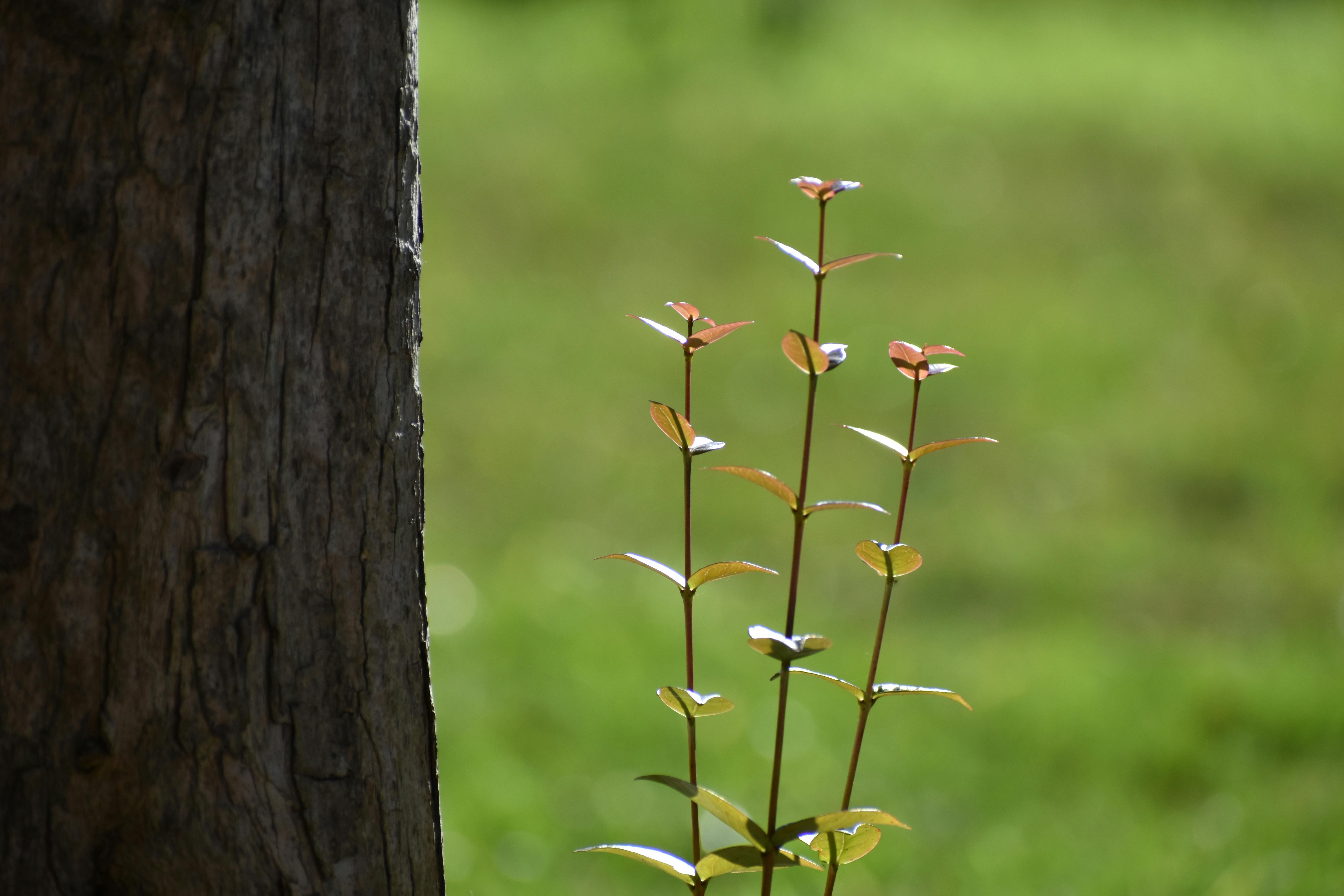 Close-up of Tree and Sprout Against Green Background · Free Stock Photo
