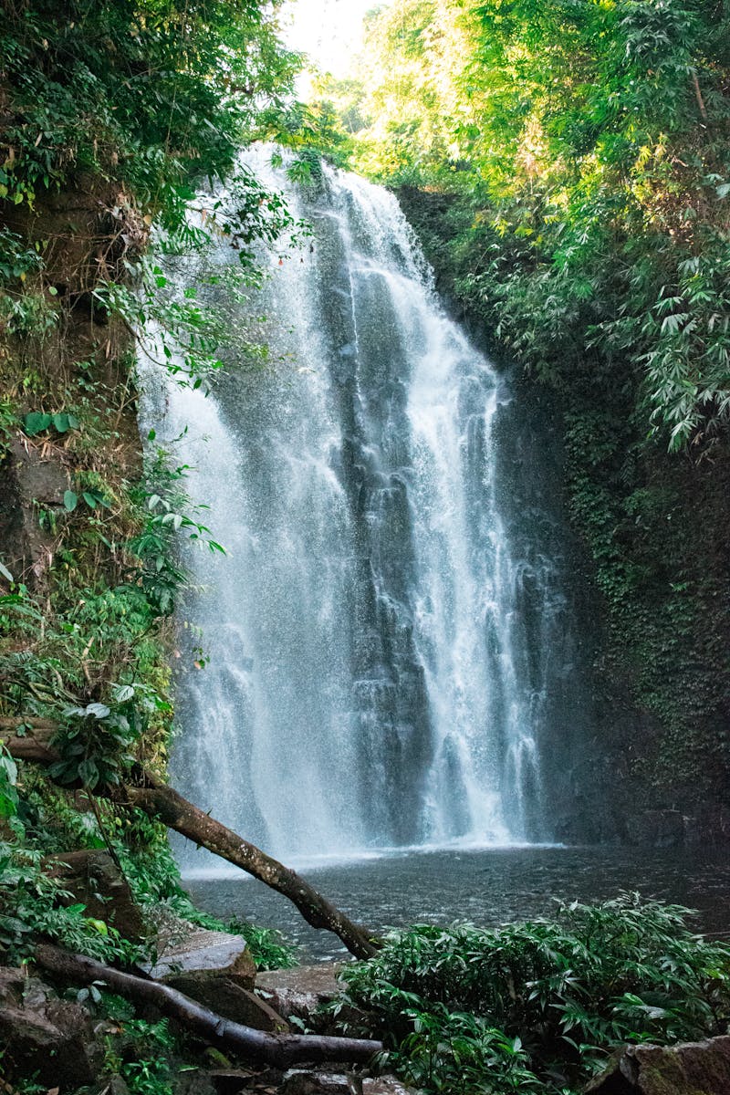 Lush Photos, Download The BEST Free Lush Stock Photos & HD Images