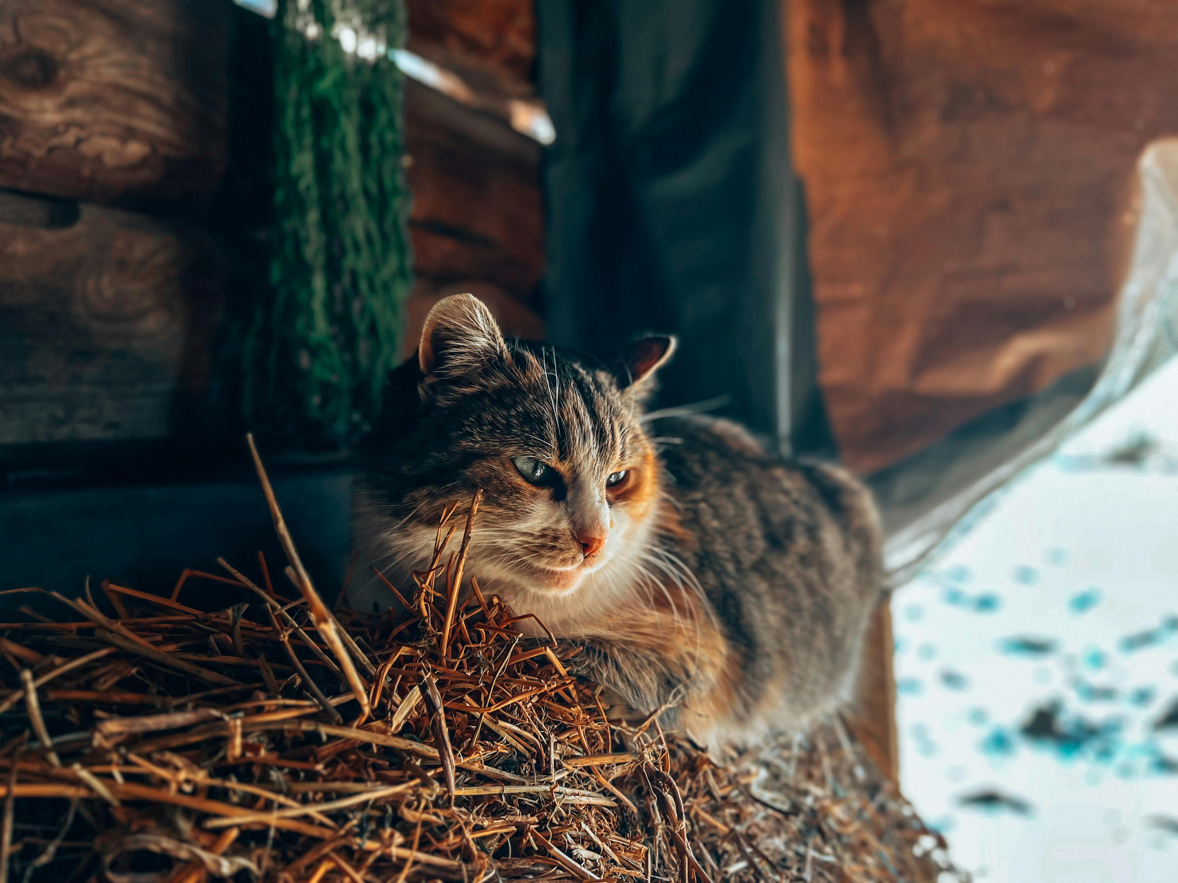 Rustic Cat Relaxing on Straw Bale in Wooden Shed · Free Stock Photo