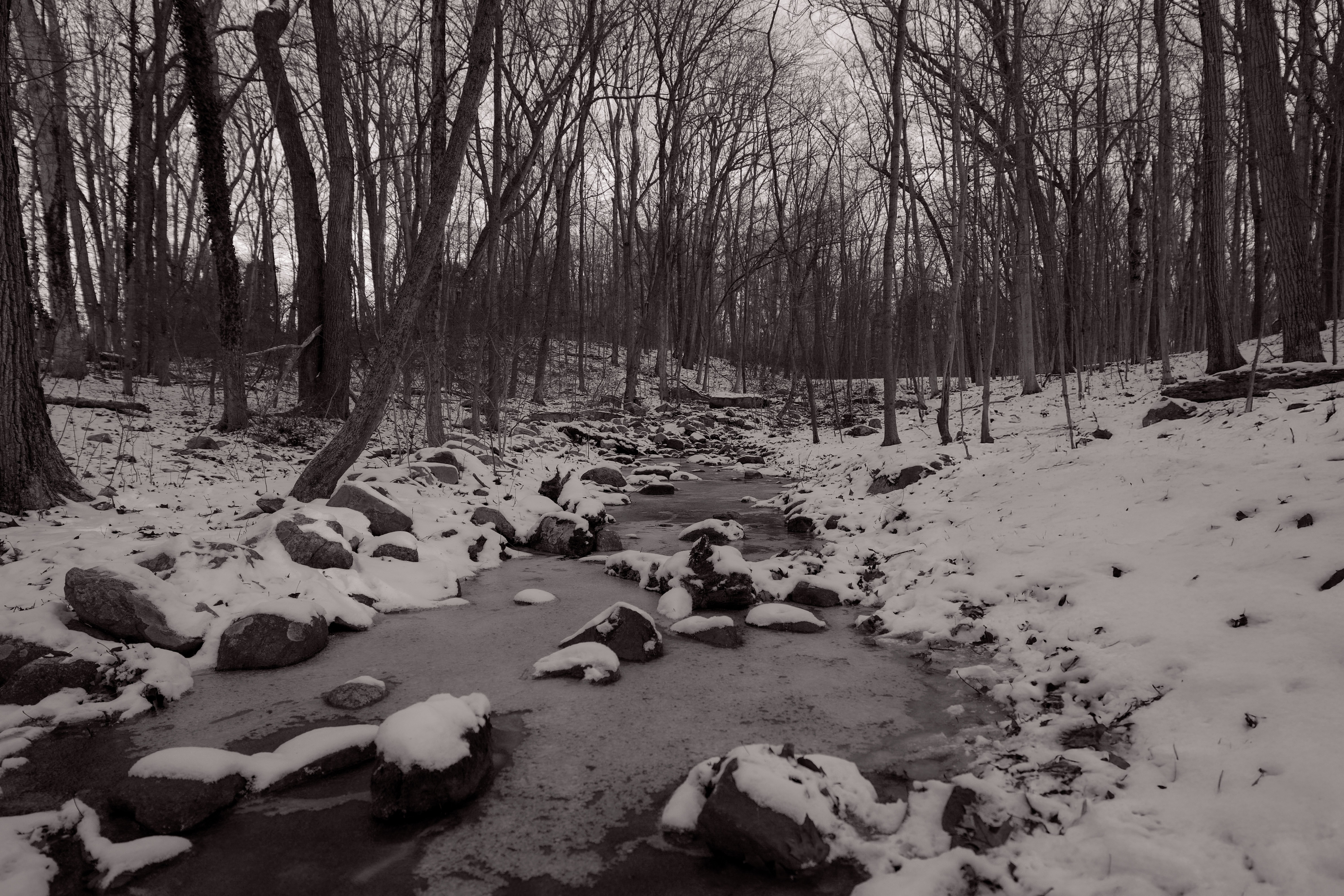 Winter Wonder: Darien's Icy Woodland Stream · Free Stock Photo