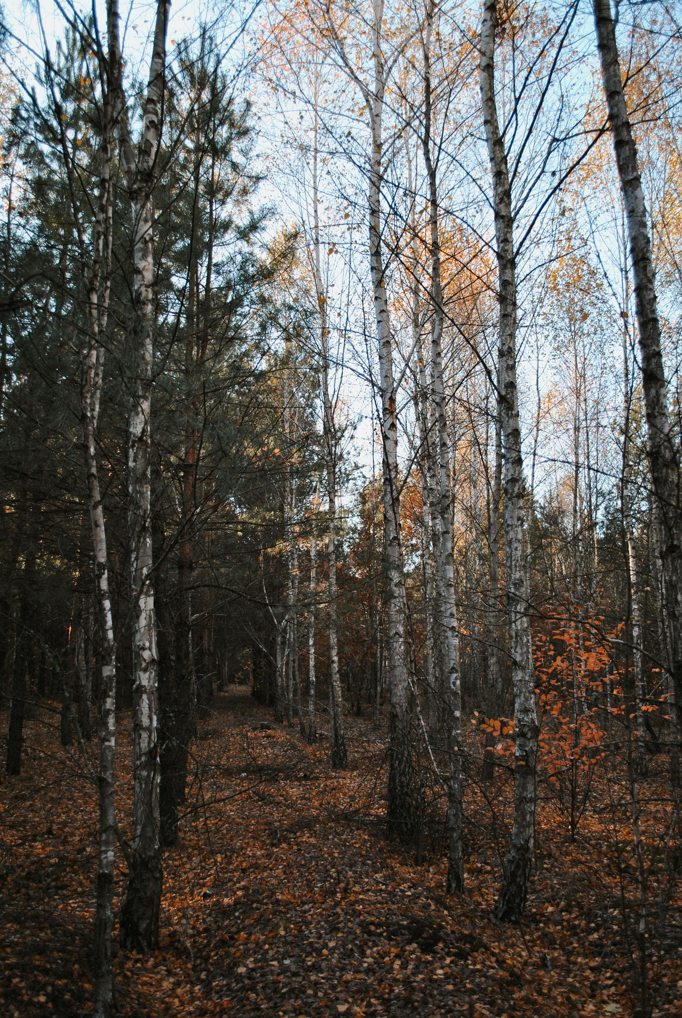 Serene Autumn Birch Forest Pathway Scene · Free Stock Photo