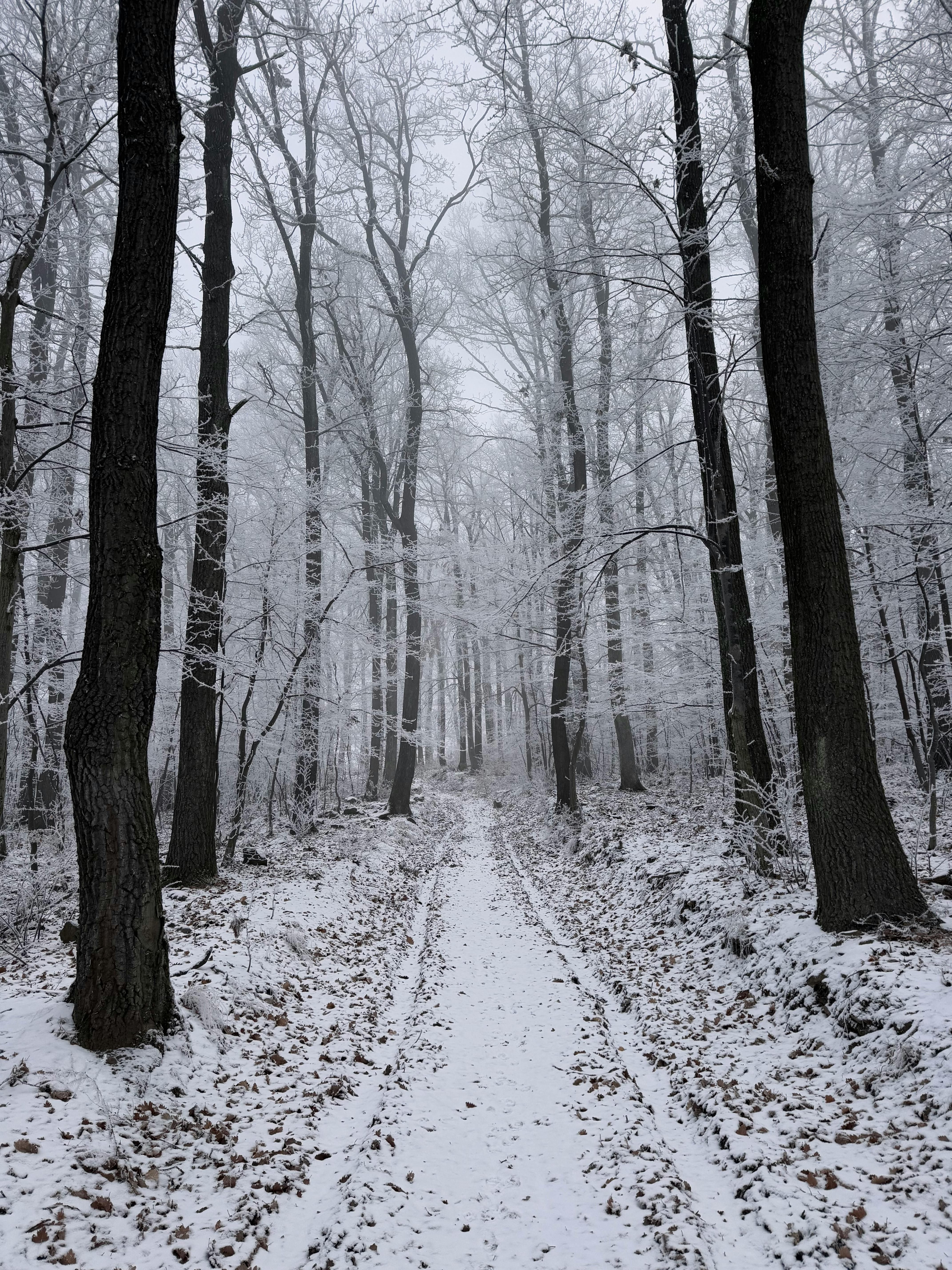 Serene Snowy Forest Path in Winter · Free Stock Photo