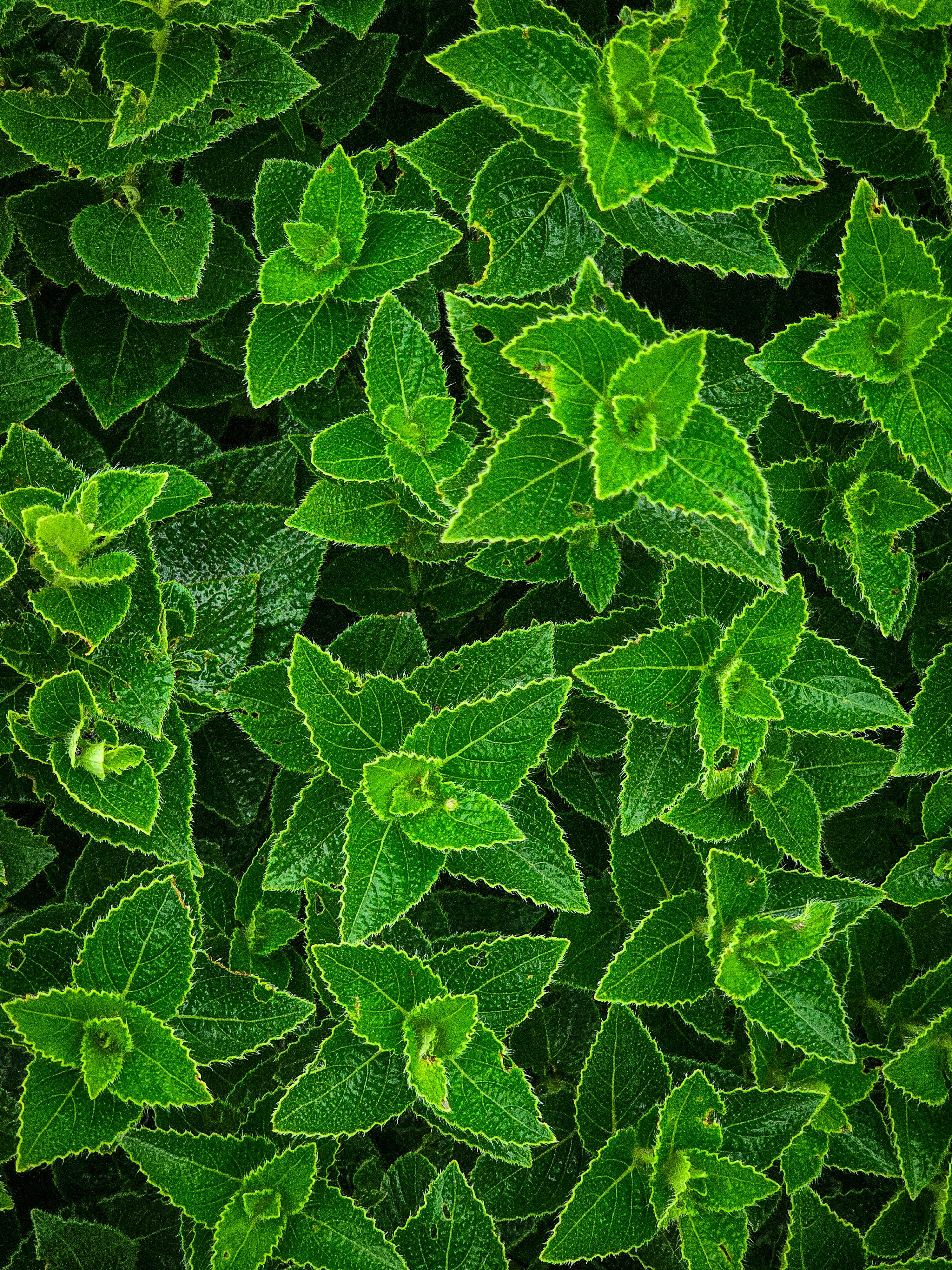 Vibrant Green Foliage with Textured Leaves · Free Stock Photo