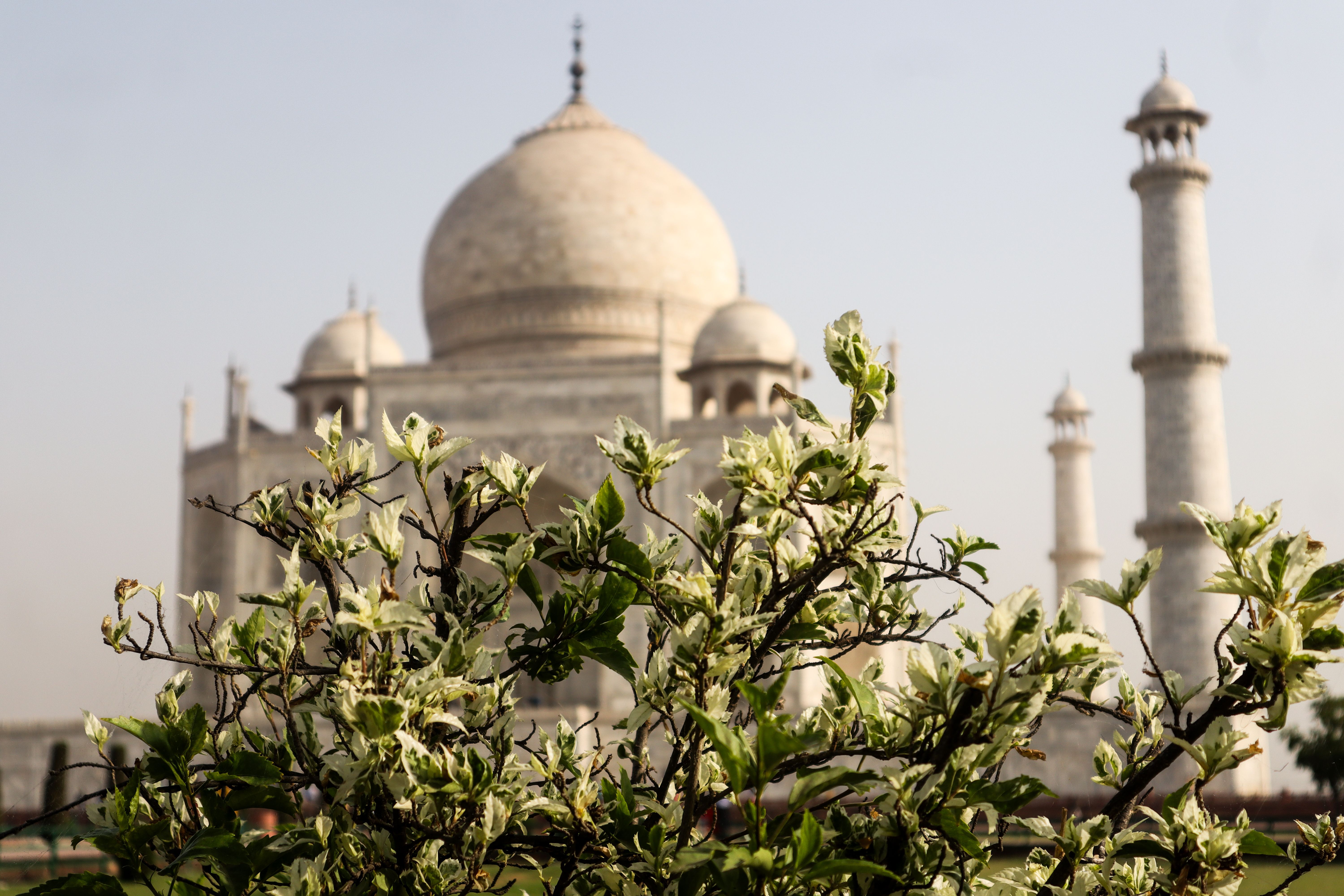 Taj Mahal with Blossoming Tree in Foreground · Free Stock Photo