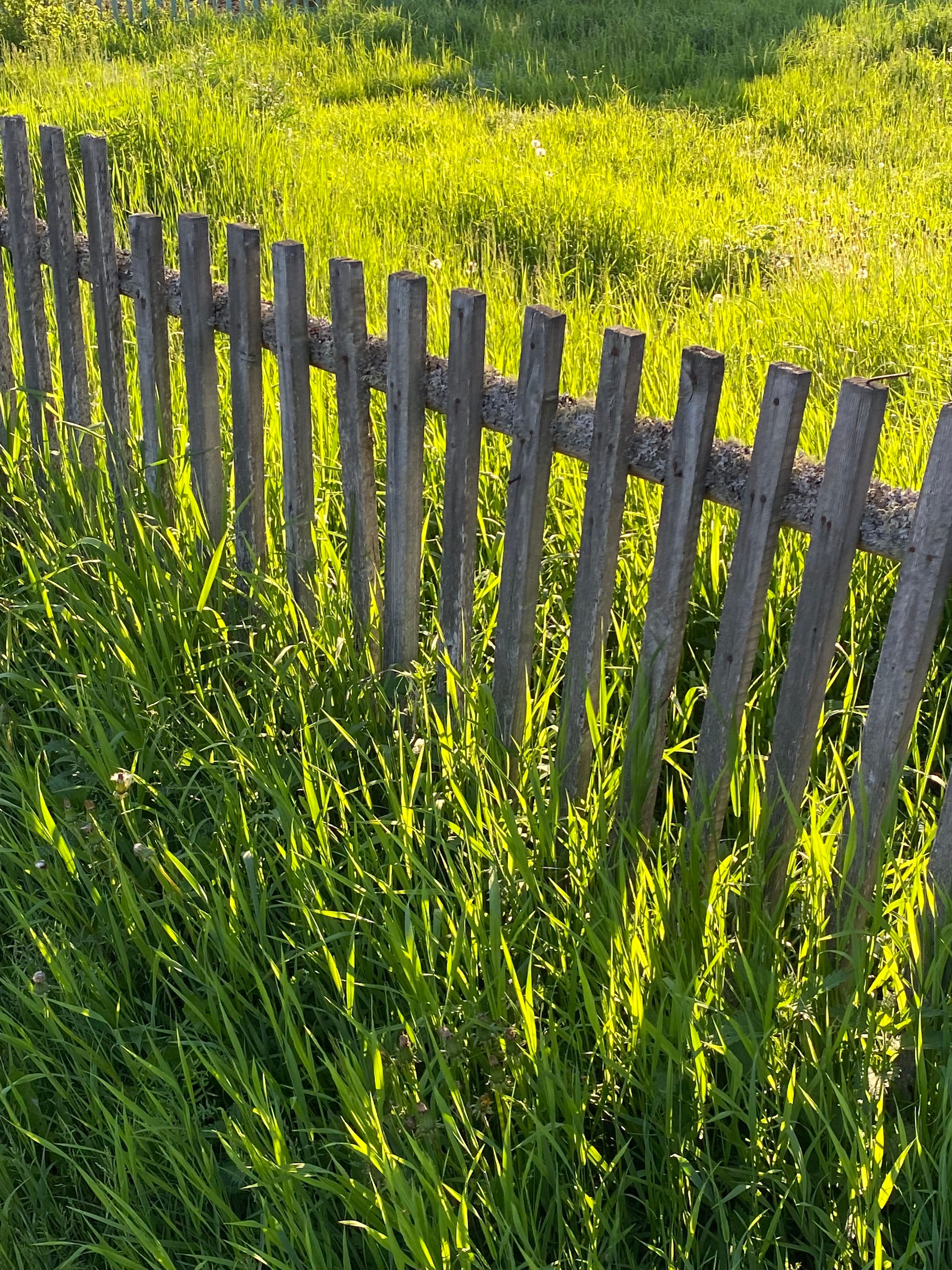 Sunlit Wooden Fence in Summer Grass · Free Stock Photo