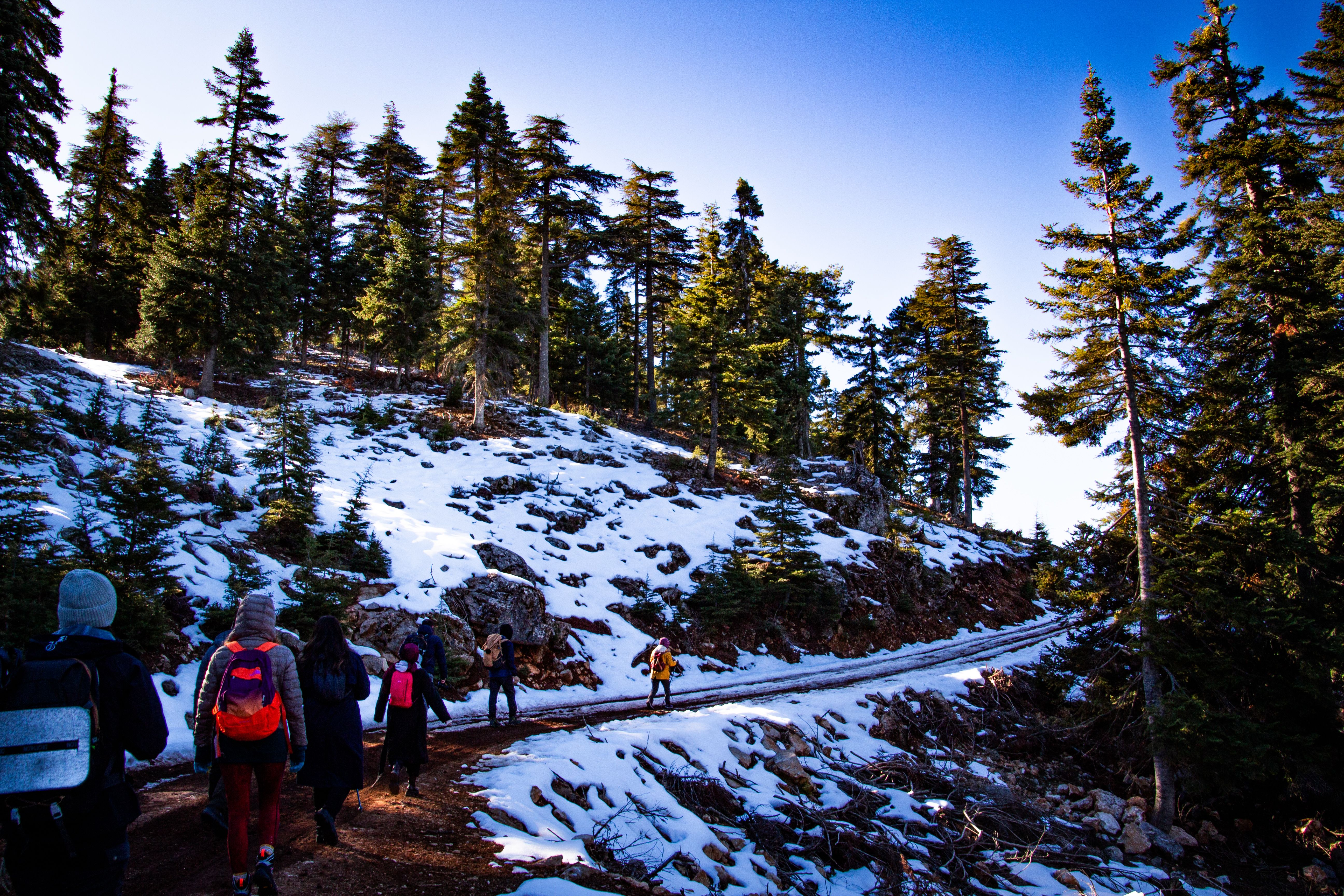 Outdoor Winter Hike Through Snowy Pine Forest · Free Stock Photo