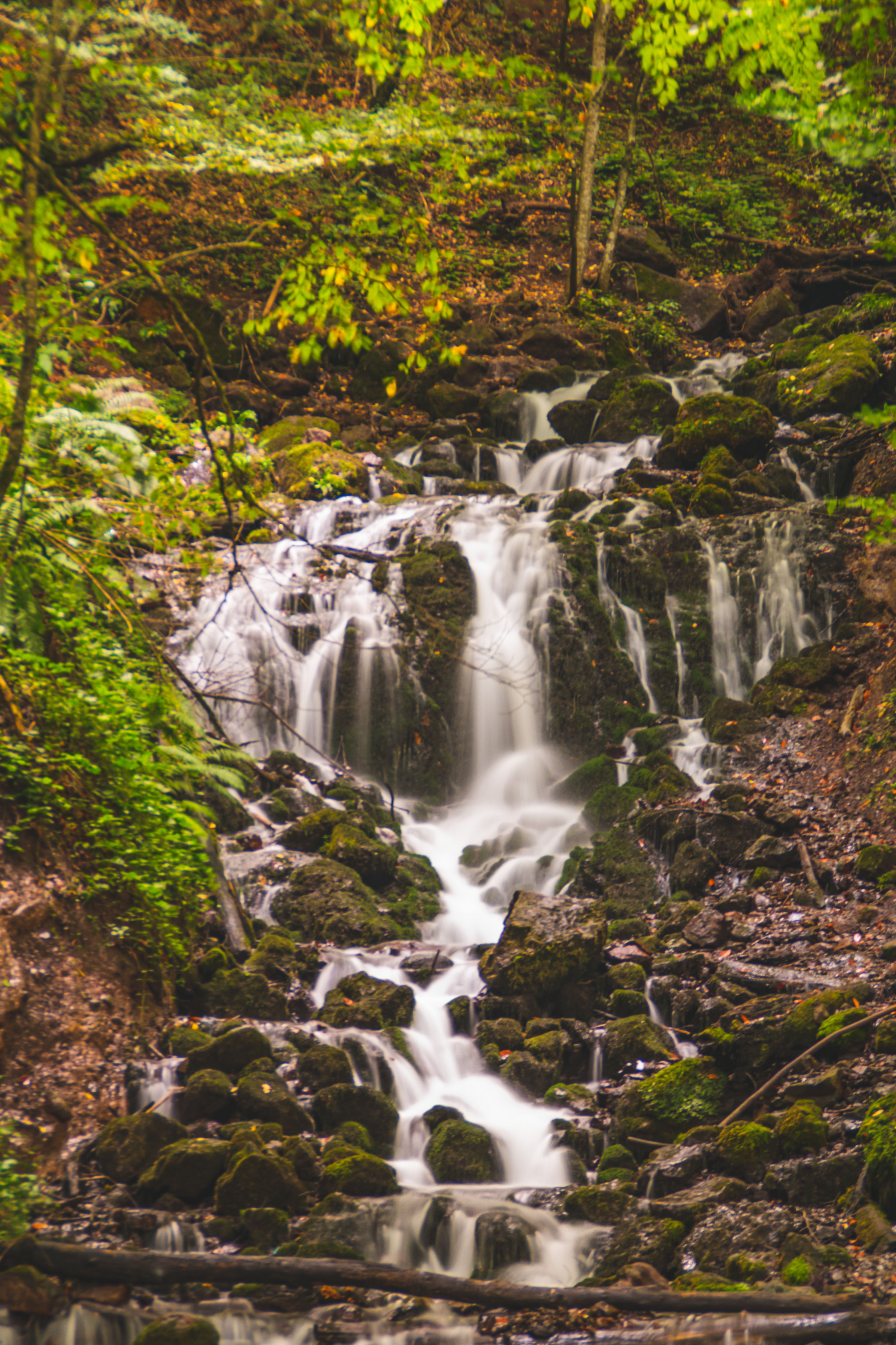 Cascades on a Forest Stream · Free Stock Photo