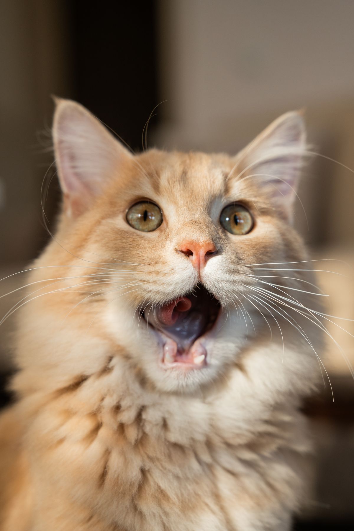 Surprised Cat Photos, Download The BEST Free Surprised Cat Stock Photos ...