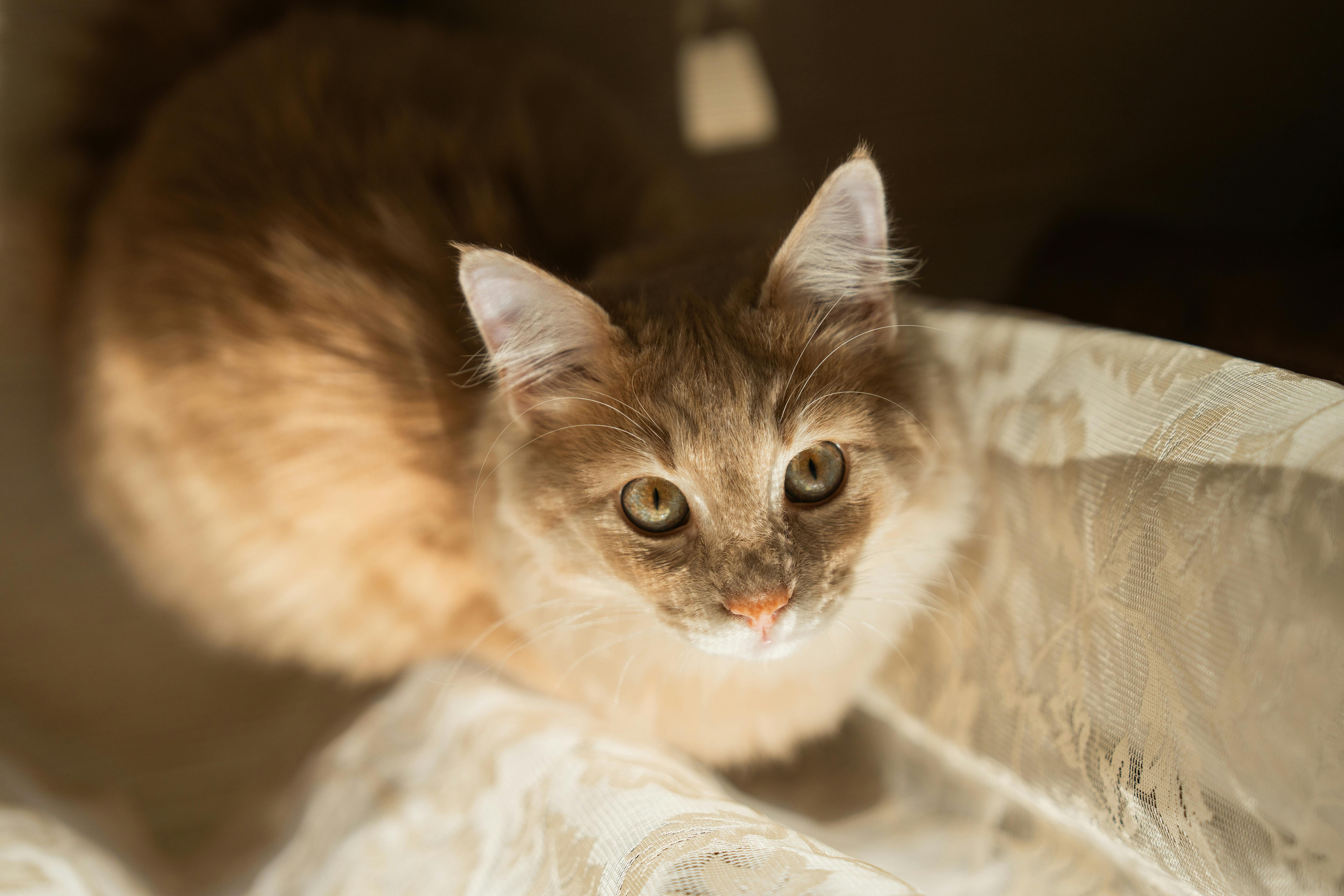 Cats คืออะไร Photos, Download The BEST Free Cats คืออะไร Stock Photos ...