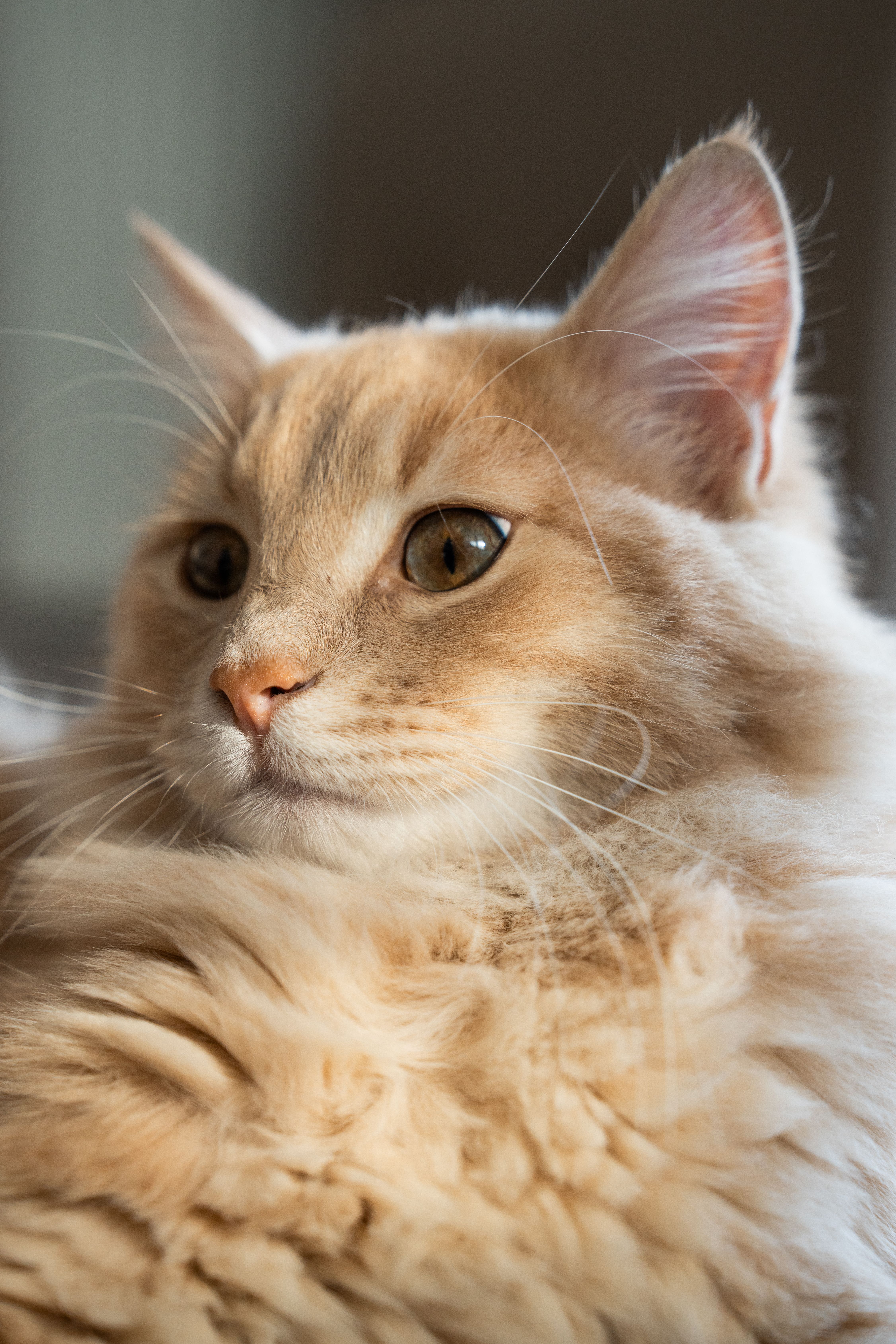 Close-Up Portrait of Fluffy Maine Coon Cat · Free Stock Photo