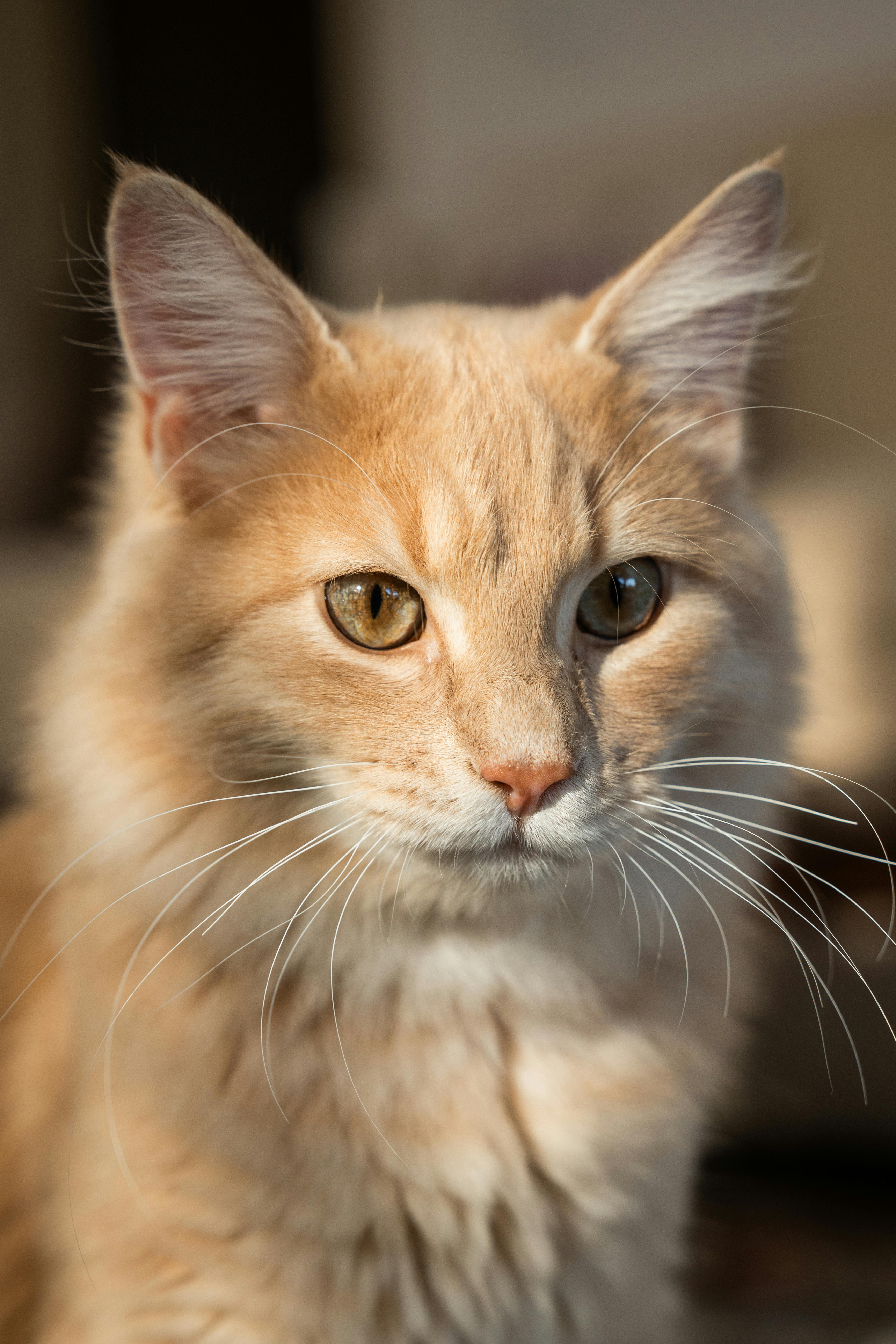 Orange Cat On Focus Photography · Free Stock Photo