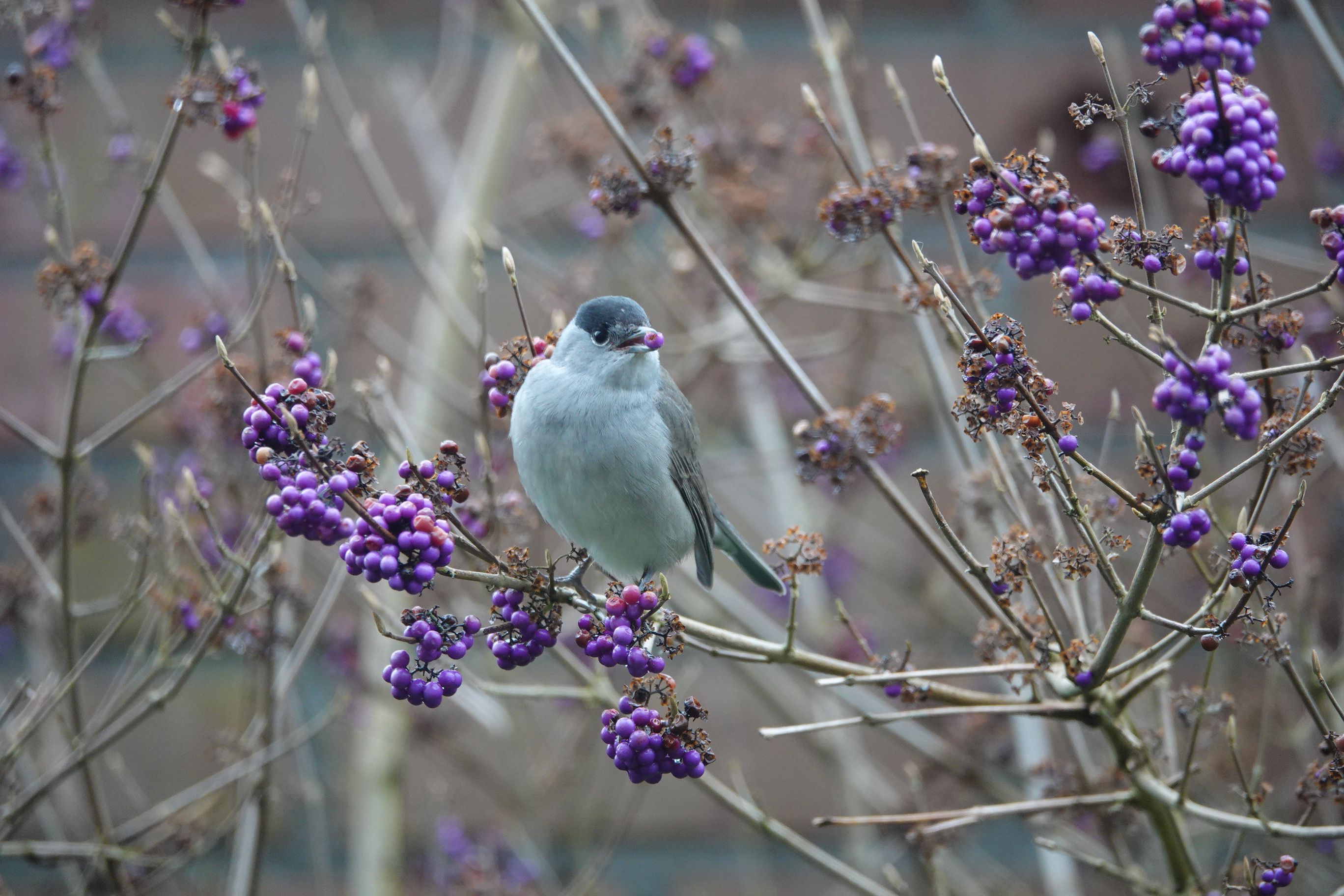 Small Bird on Purple Berry Bush in Gouda · Free Stock Photo