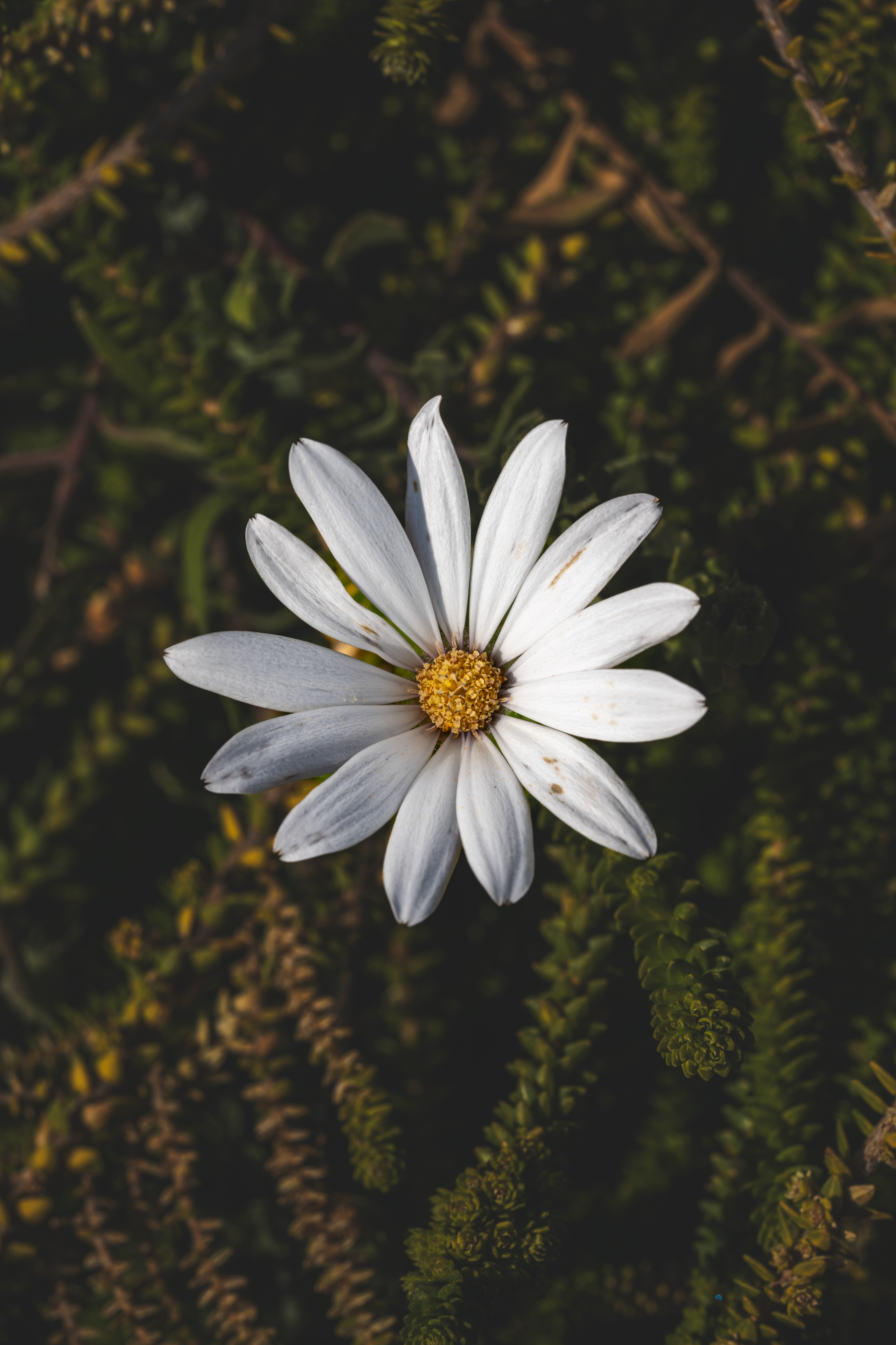 Stunning Macro of Single White Daisy in Bloom · Free Stock Photo