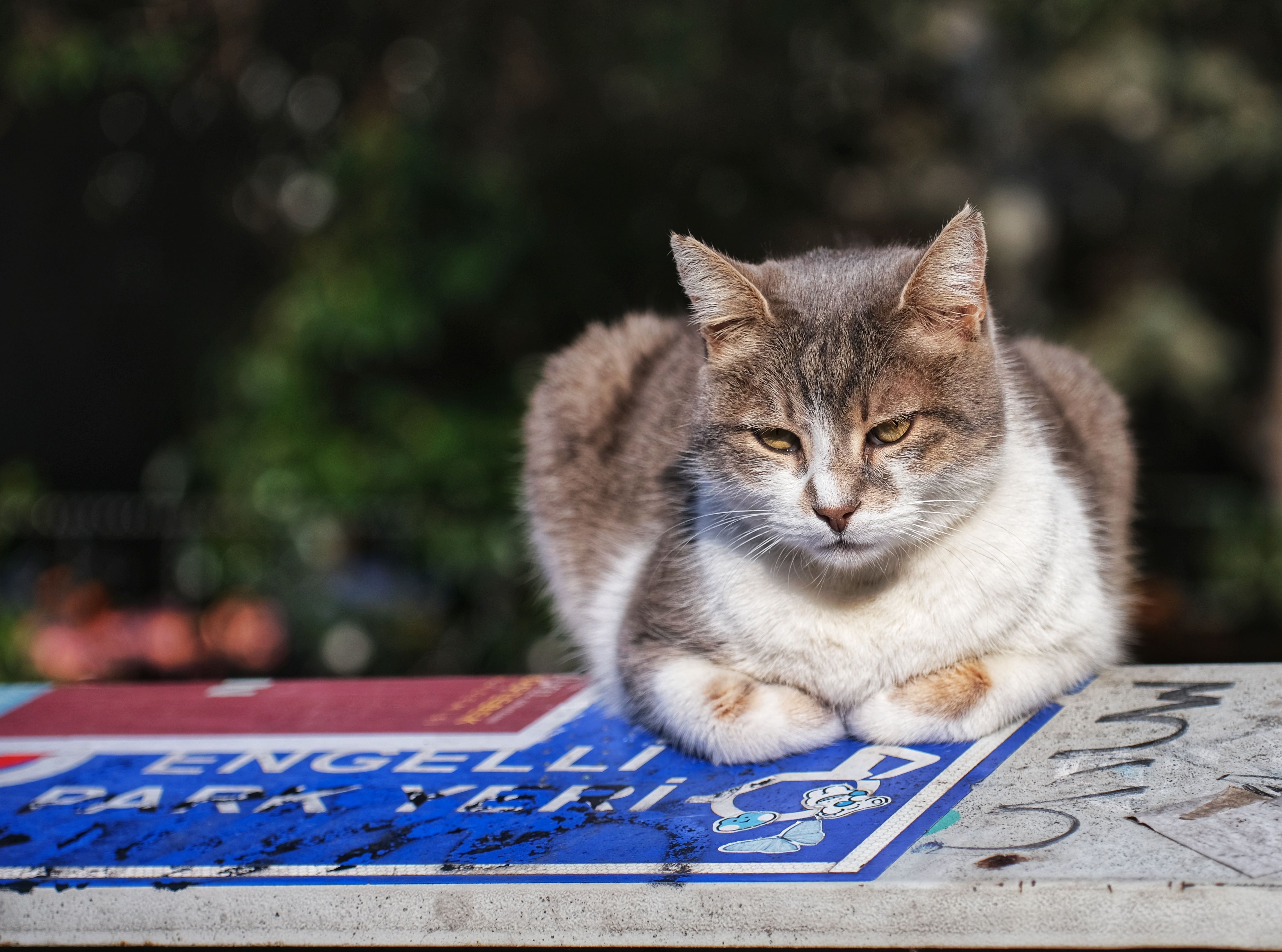 Photorealistic Cute Cat Photos, Download The BEST Free Photorealistic ...