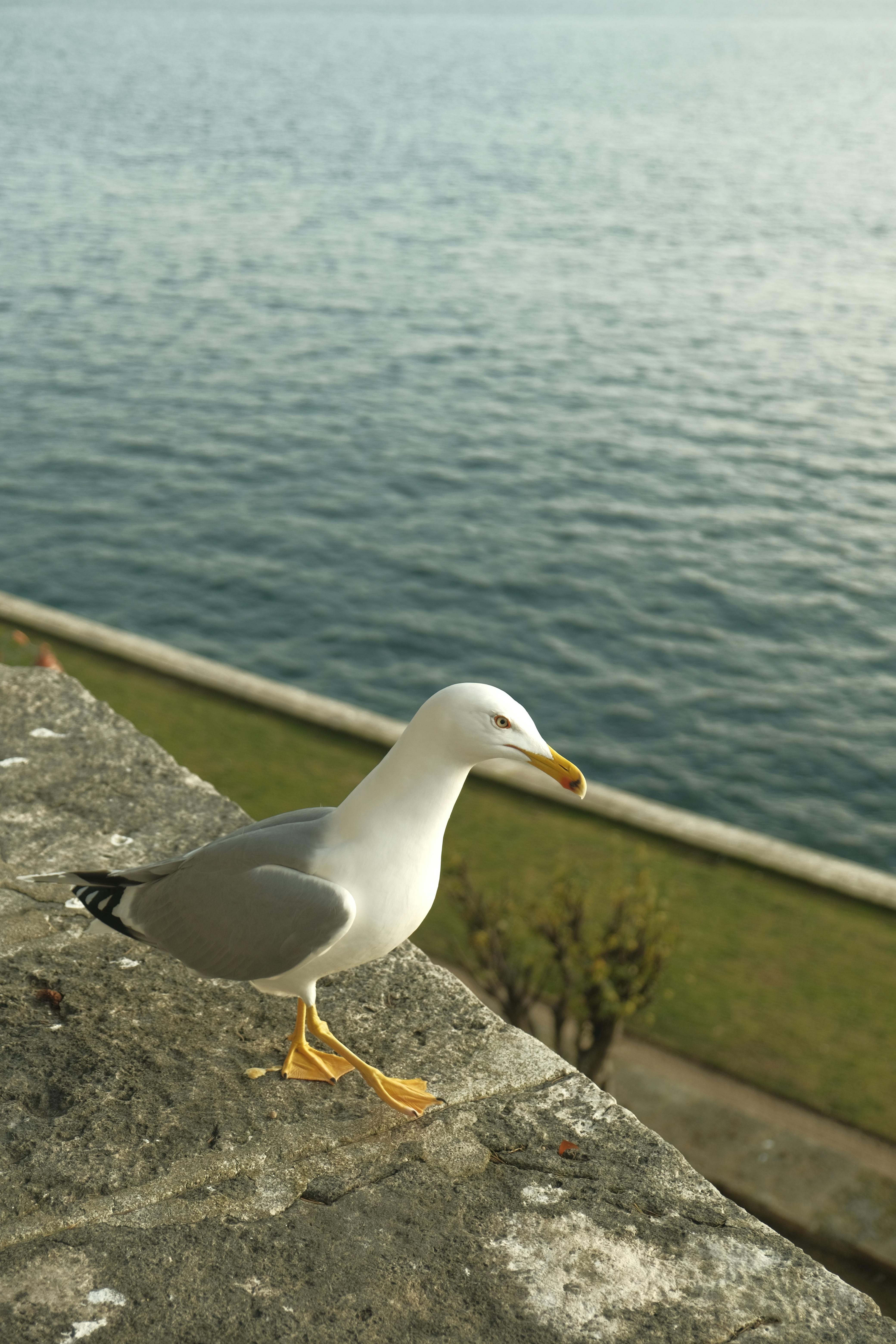 Sea Colliding With Rocks Photos, Download The BEST Free Sea Colliding ...