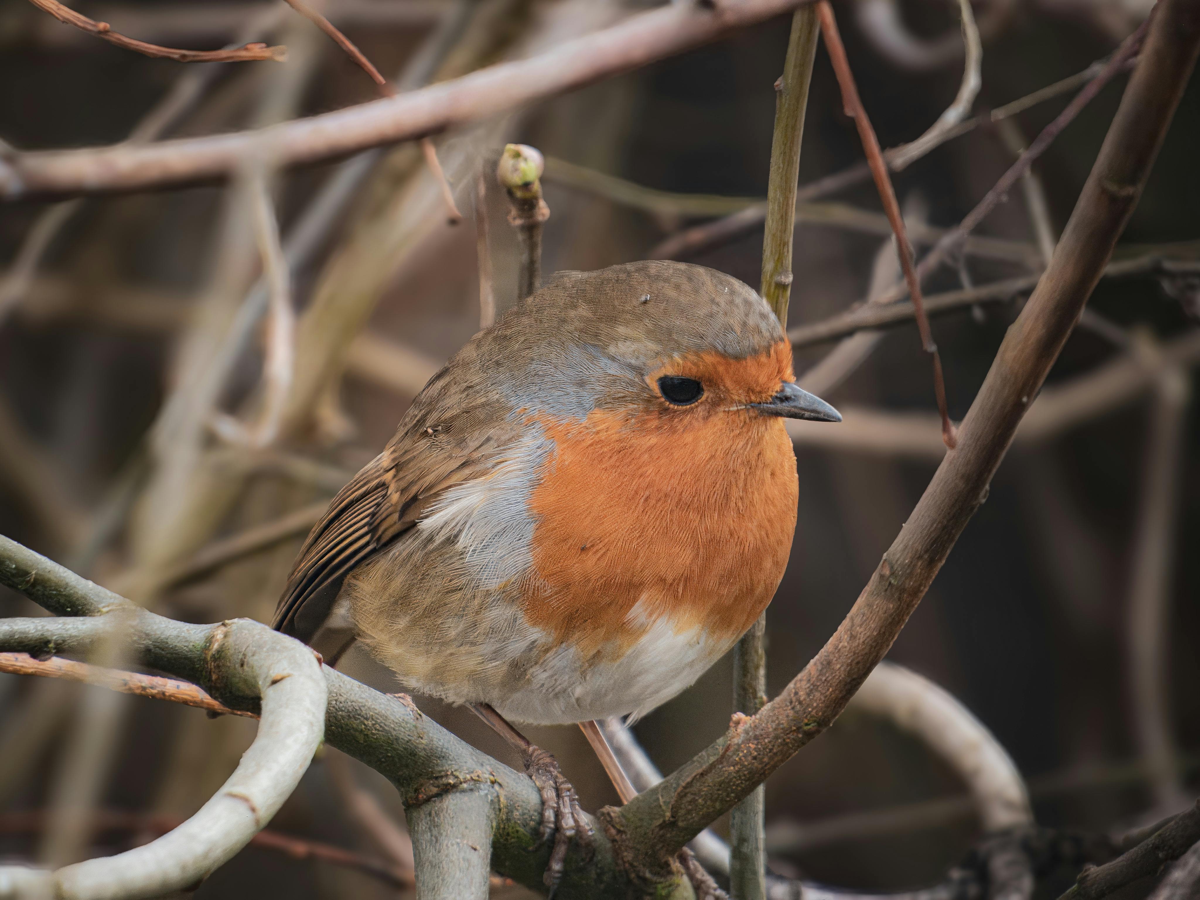 Close-up of European Robin on Tree Branch · Free Stock Photo