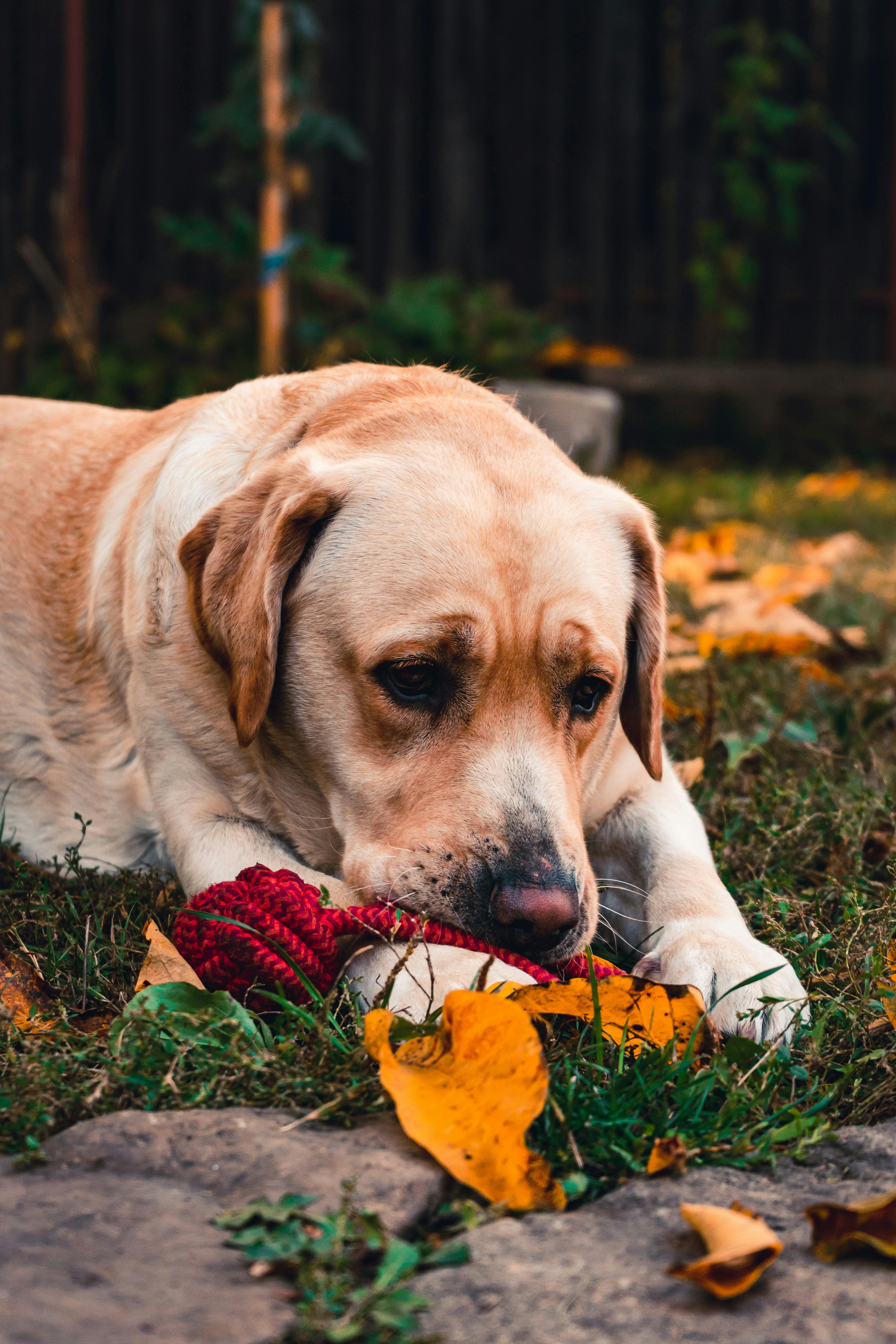 Photo of Dog Laying On Grass · Free Stock Photo