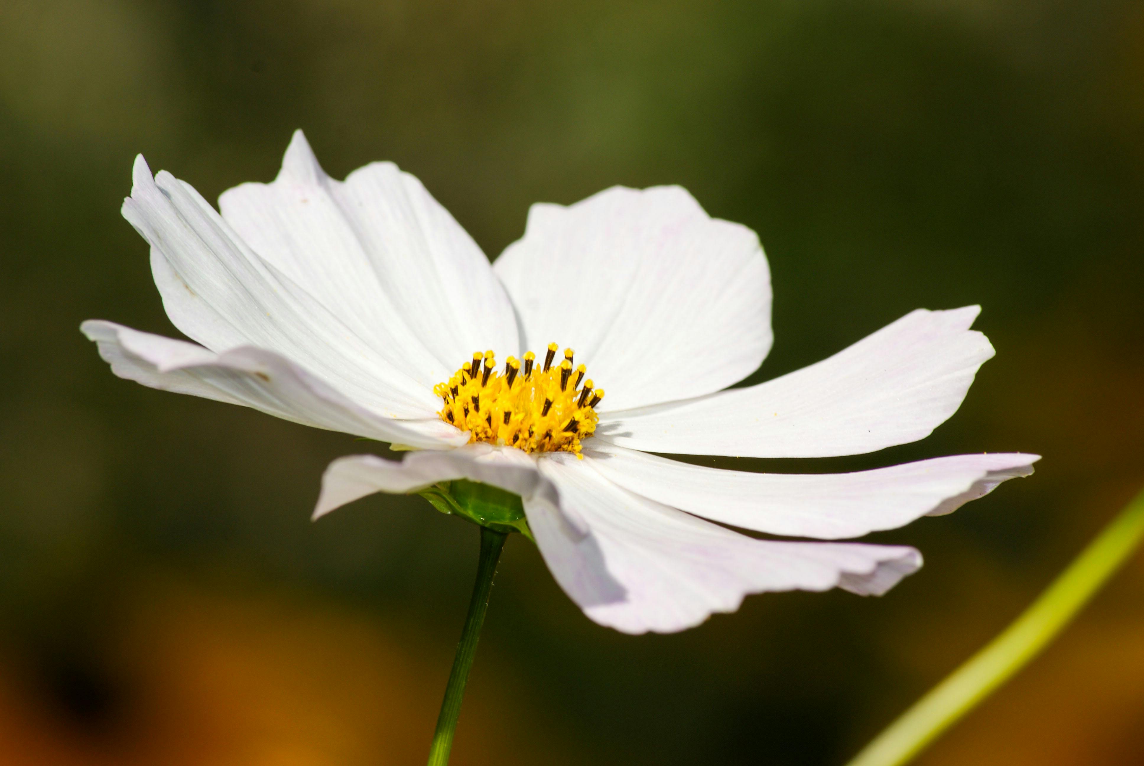 Flori Ornamental Photos, Download The BEST Free Flori Ornamental Stock ...