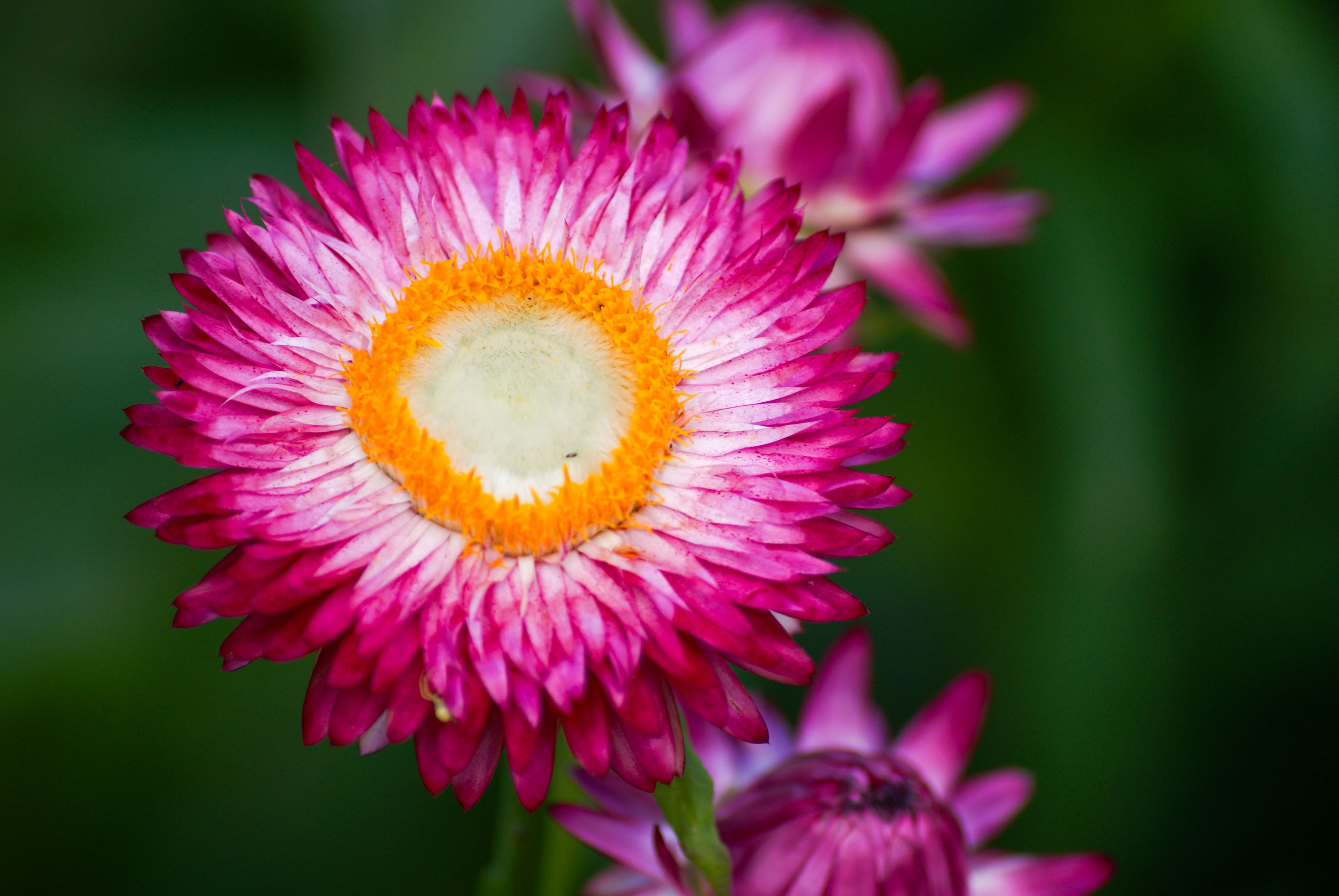 Vibrant Pink Strawflower Close-up in Bloom · Free Stock Photo