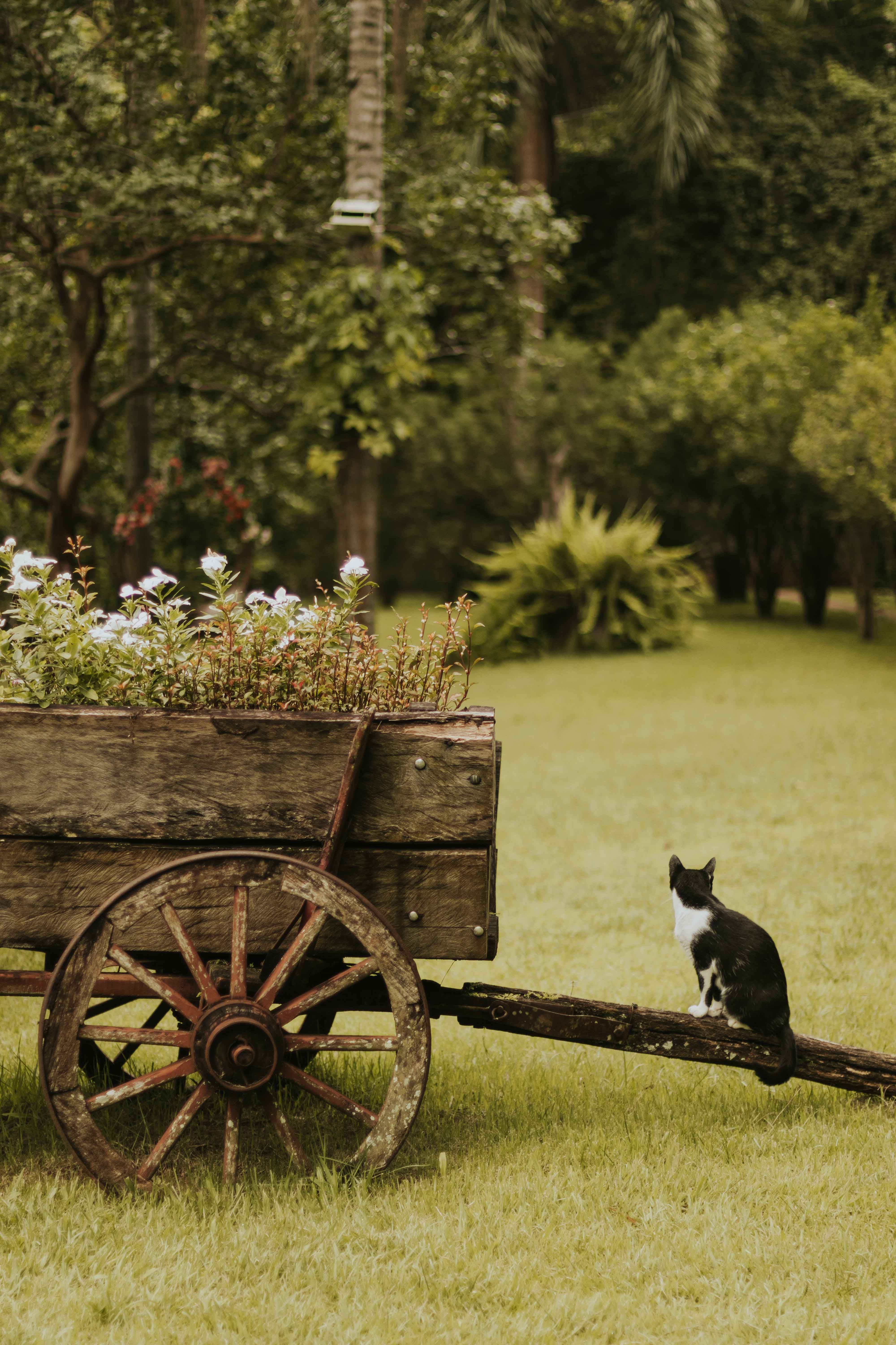 Rustic Garden Scene with Cat and Wooden Cart · Free Stock Photo