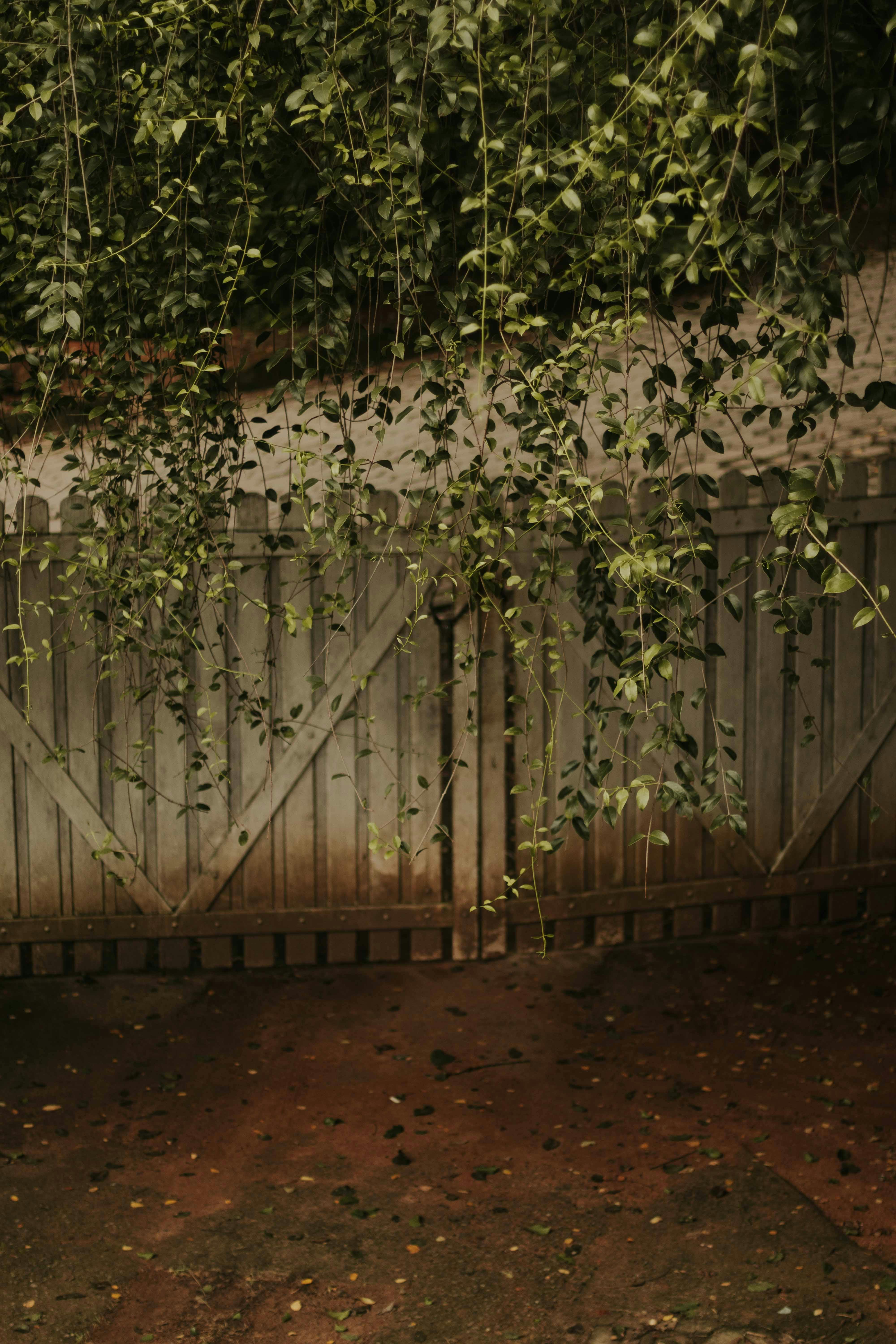 Overgrown Wooden Gate in a Lush Garden Setting · Free Stock Photo