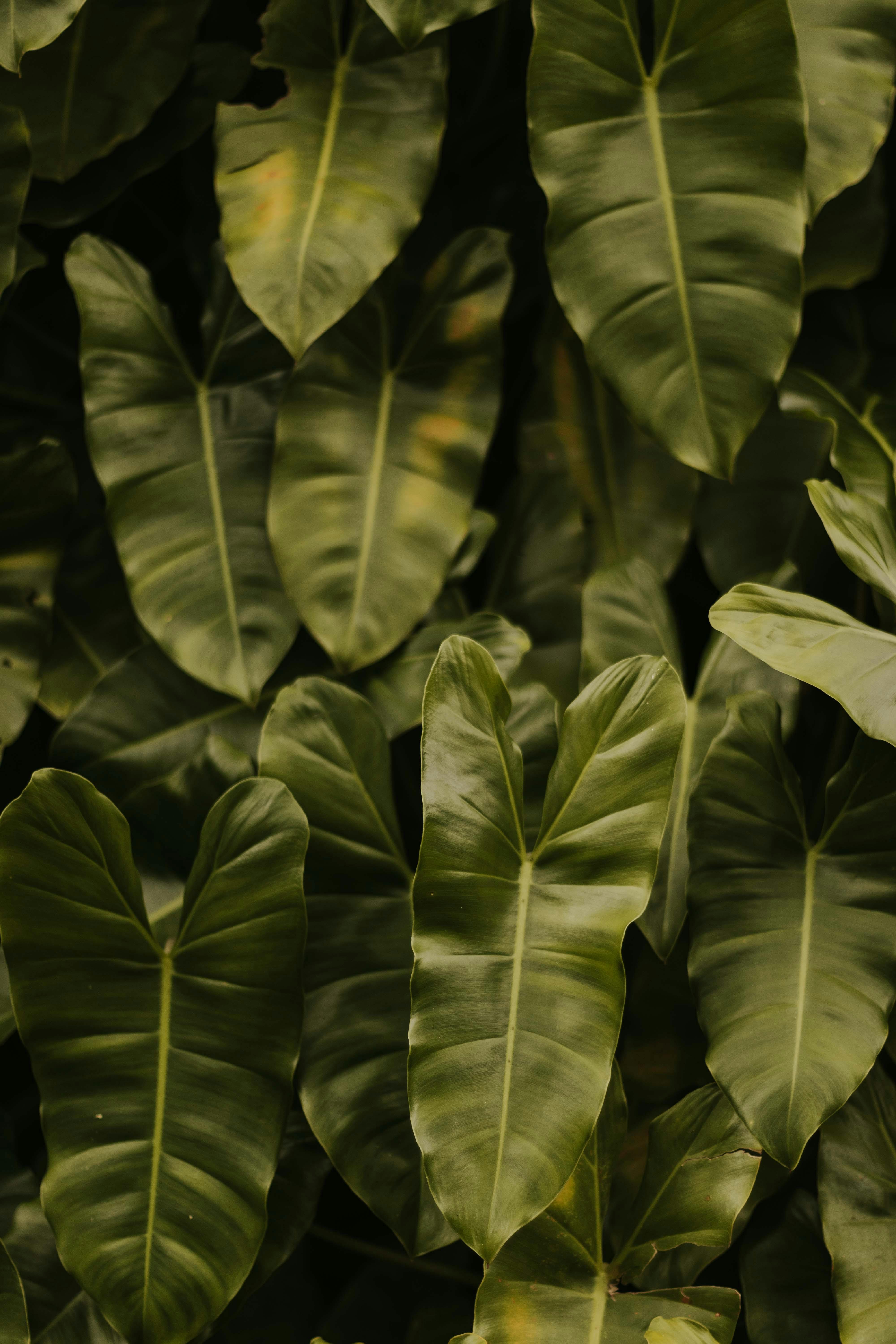 Exotic Plant Life Photos, Download The BEST Free Exotic Plant Life ...