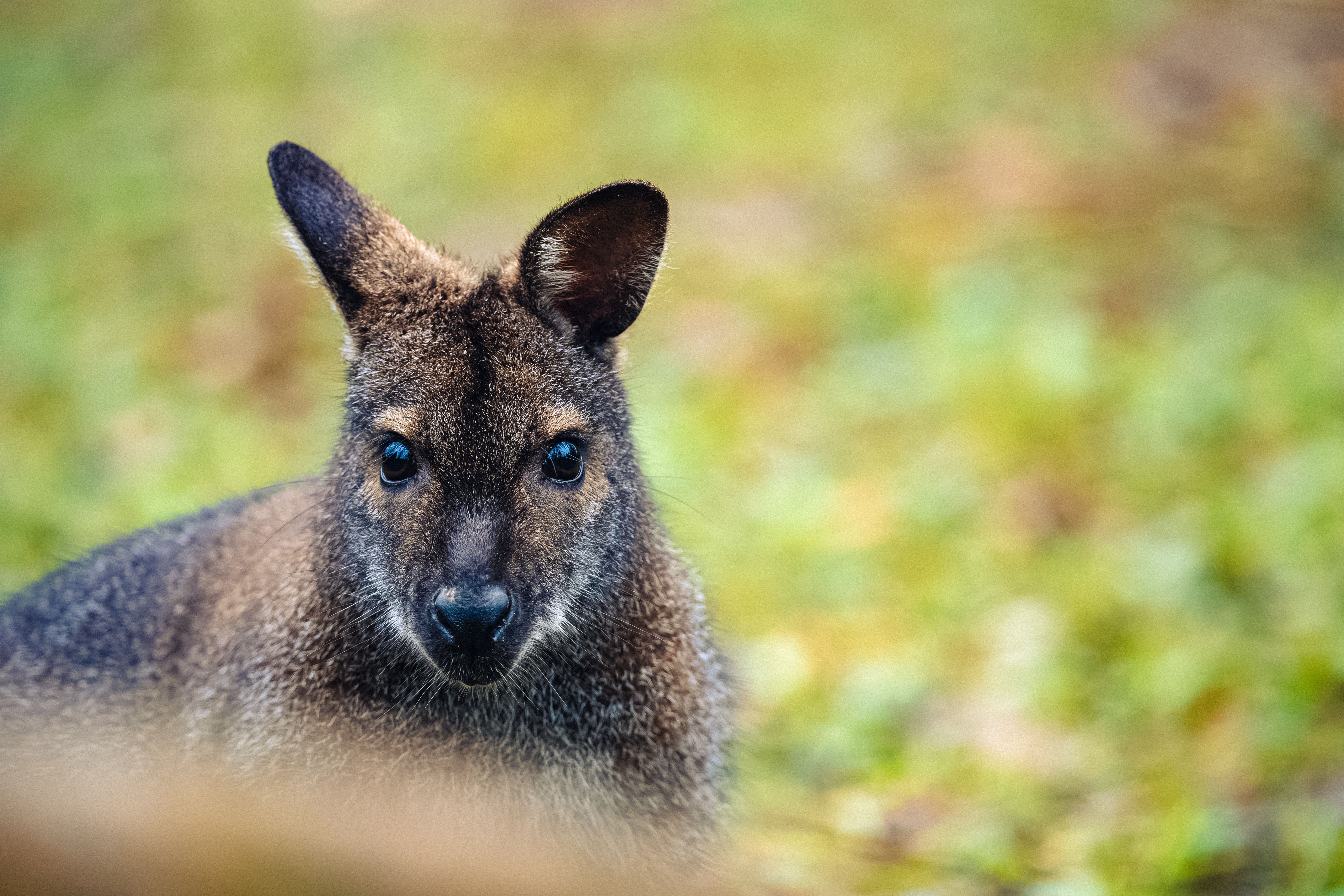 Close-up of a Wallaby in Natural Habitat · Free Stock Photo