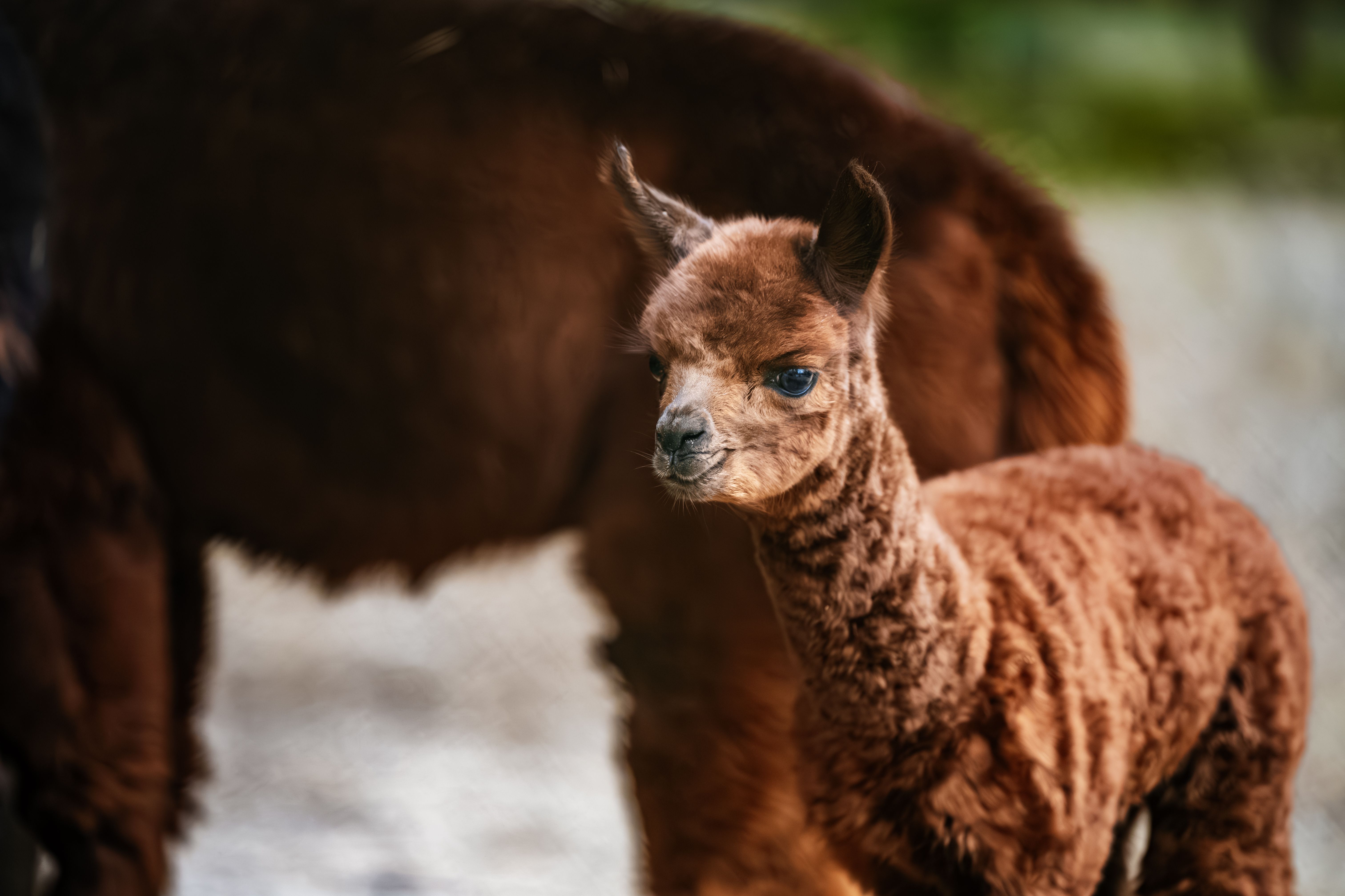 Adorable Young Alpaca in Natural Habitat · Free Stock Photo