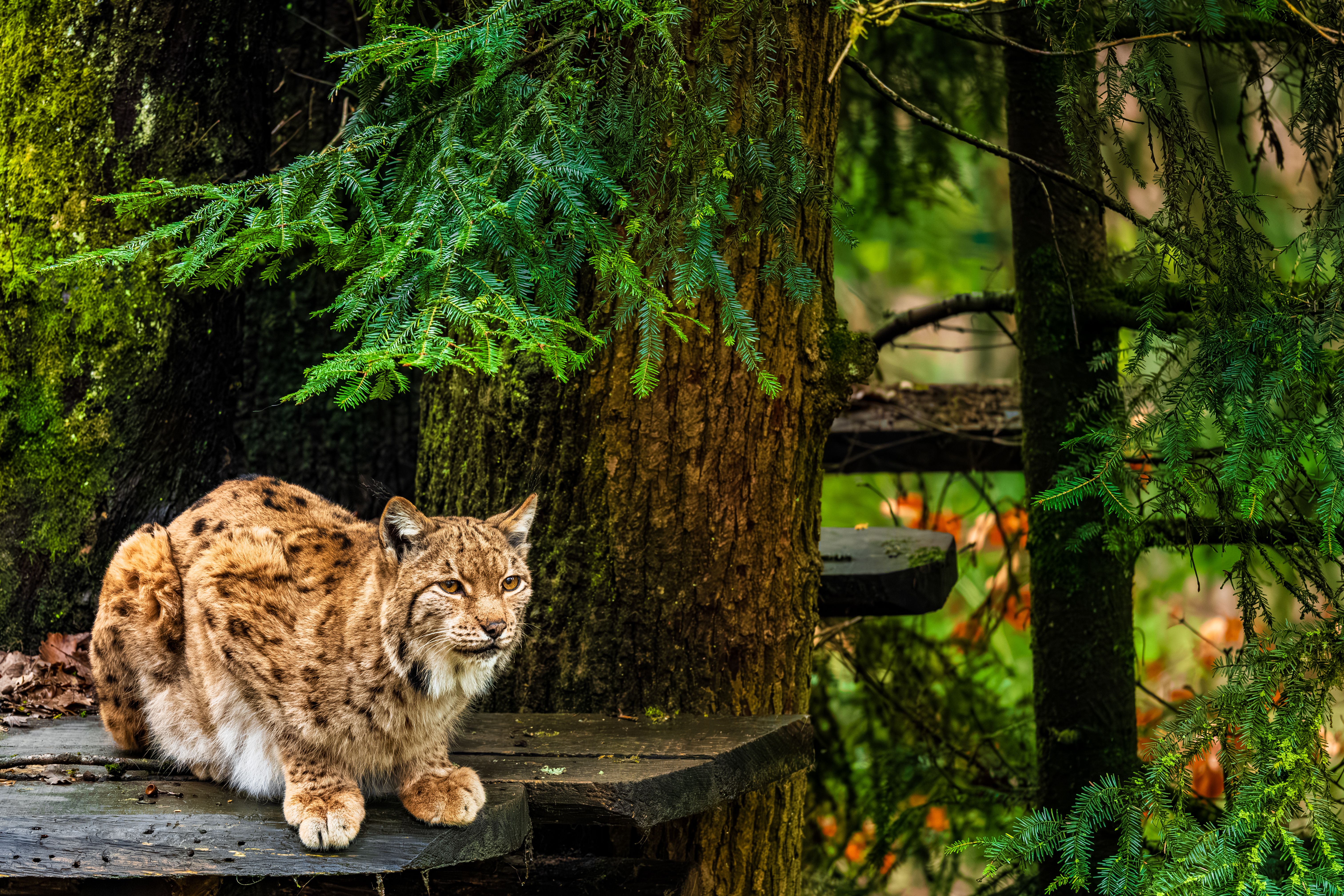 European Lynx Resting on Tree Stump in Forest · Free Stock Photo