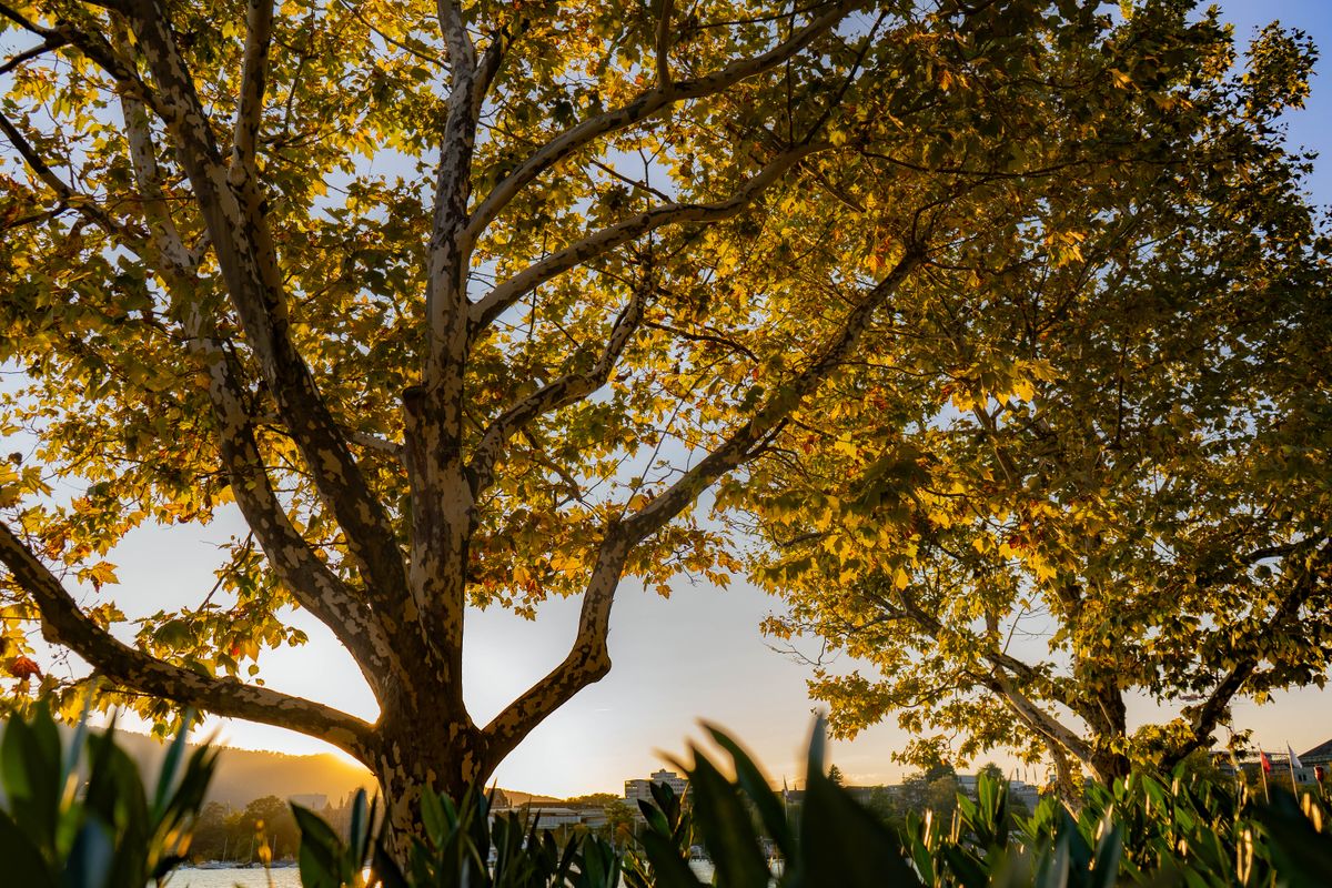 Sycamore Tree Photos, Download The BEST Free Sycamore Tree Stock Photos ...