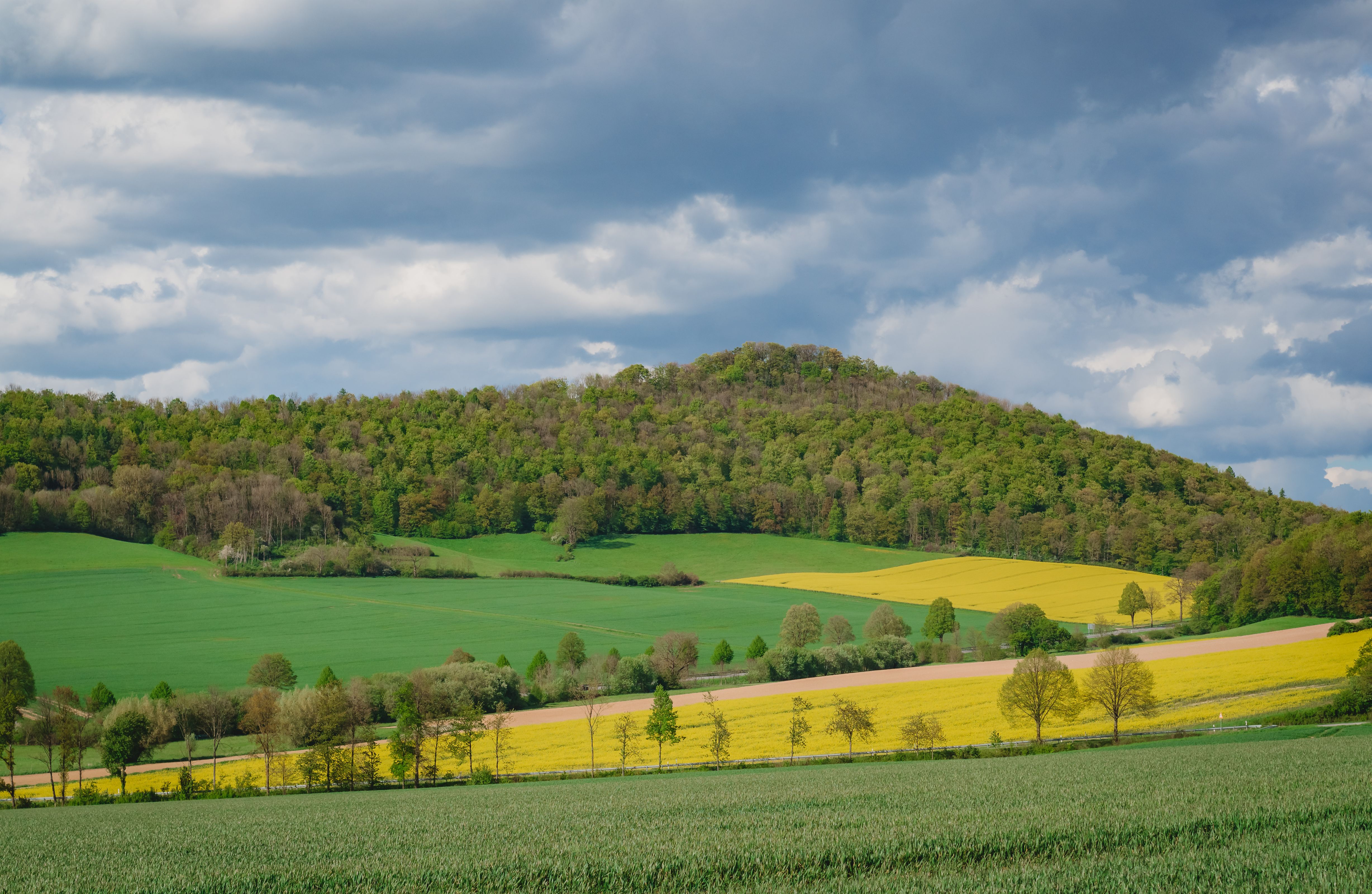 Rolling Fields Landscape