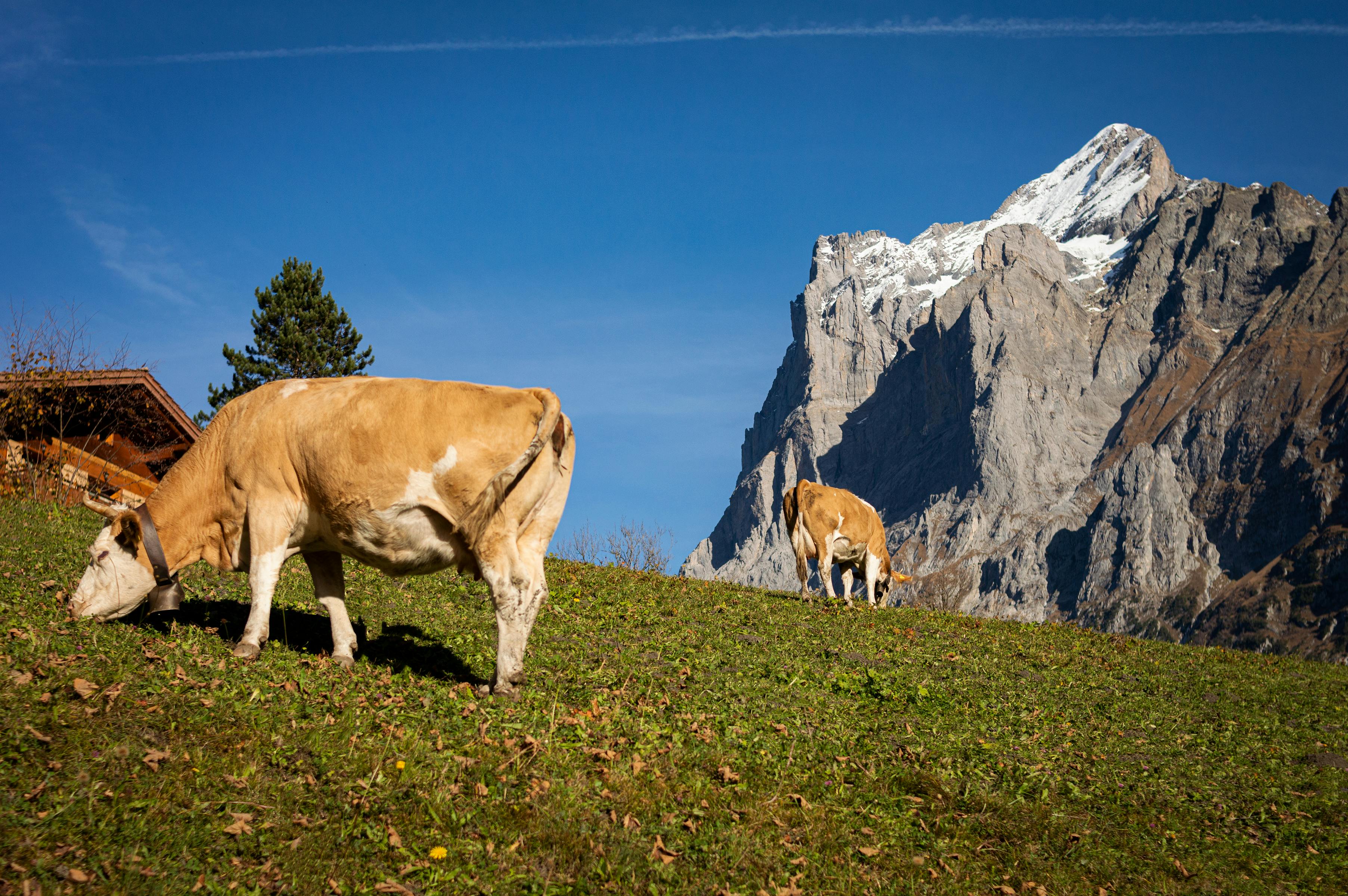 Midland Cows Photos, Download The BEST Free Midland Cows Stock Photos ...