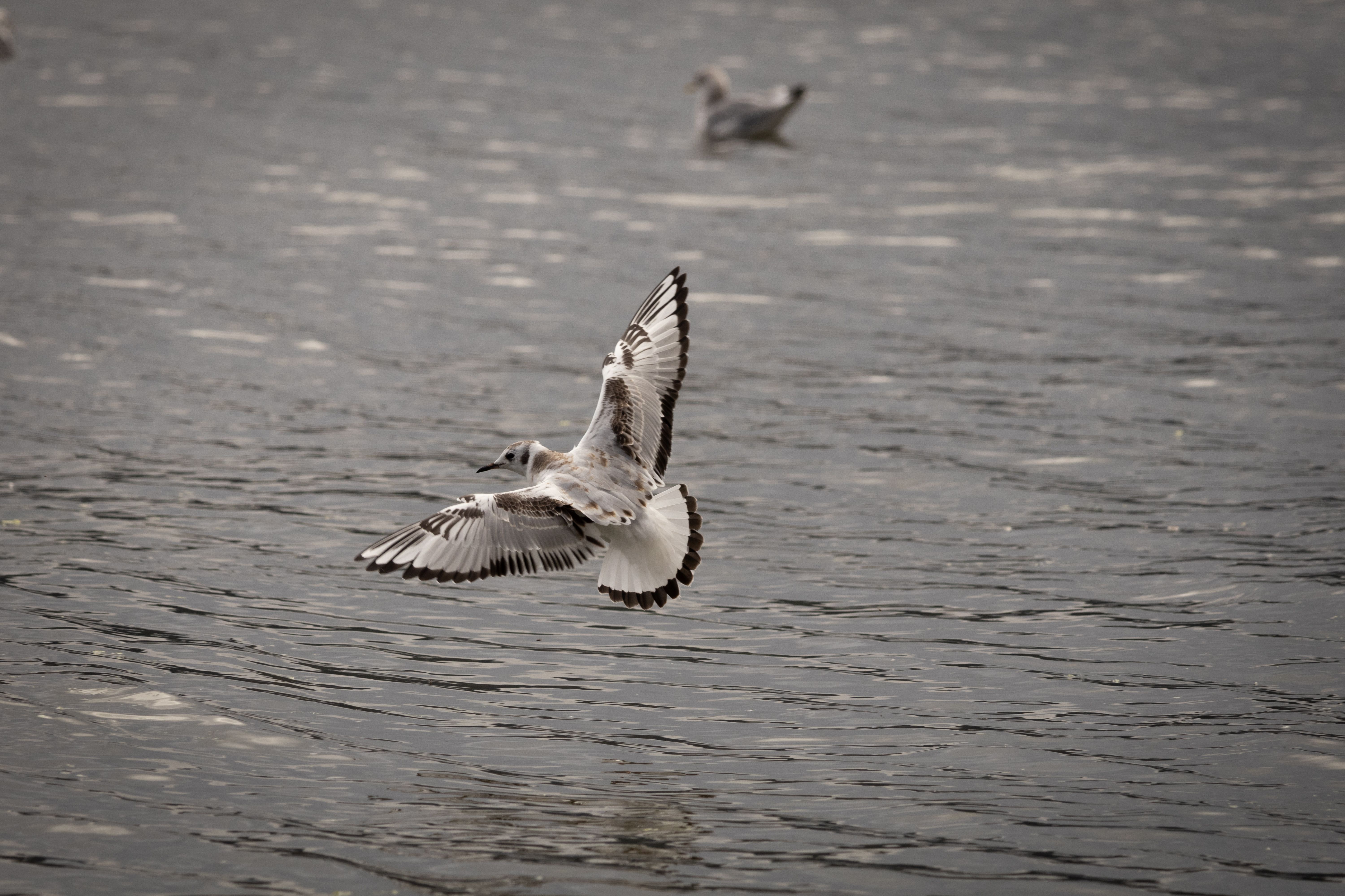 Seaside Animals Photos, Download The BEST Free Seaside Animals Stock ...