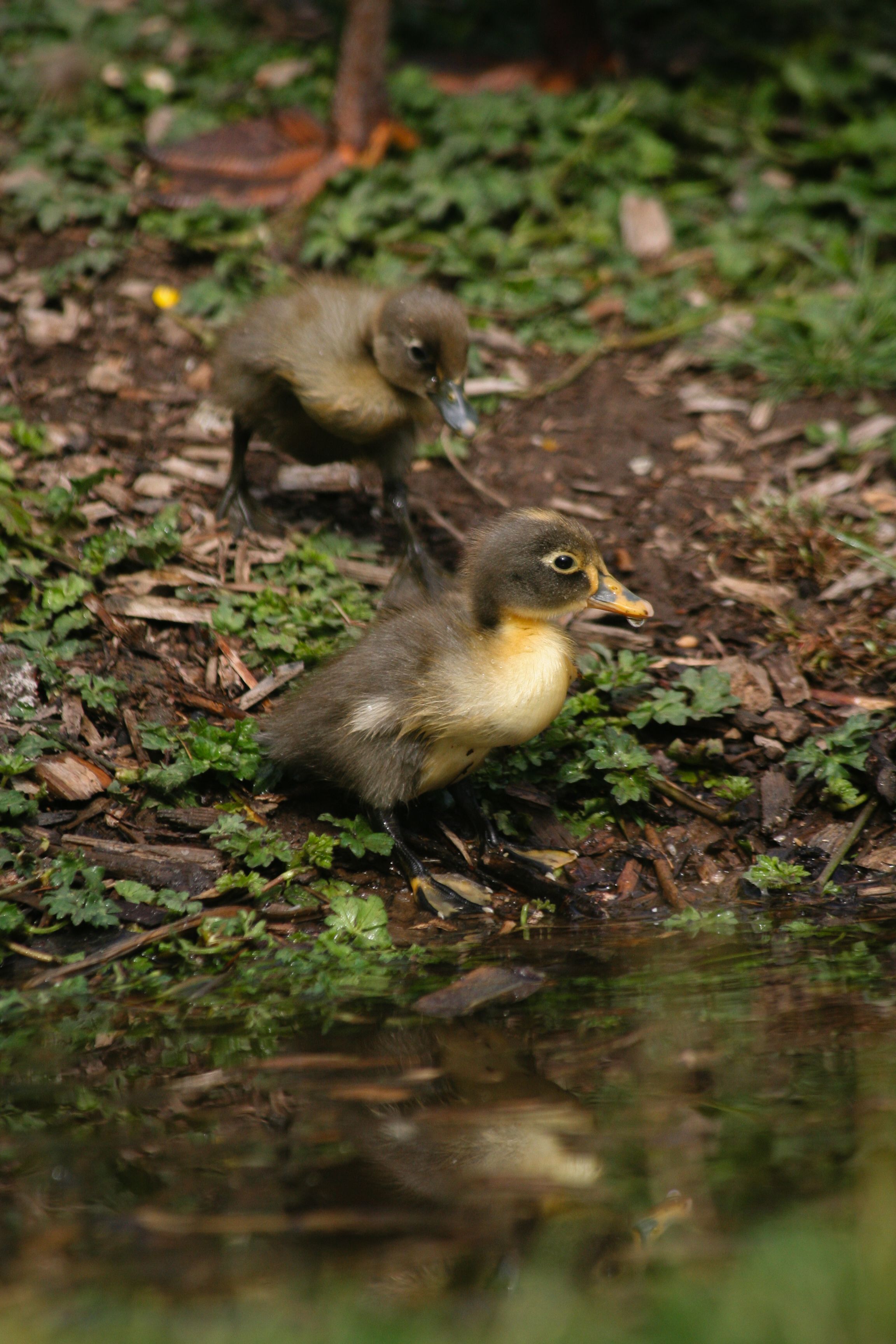 Adorable Ducklings Exploring a Pond Shore · Free Stock Photo