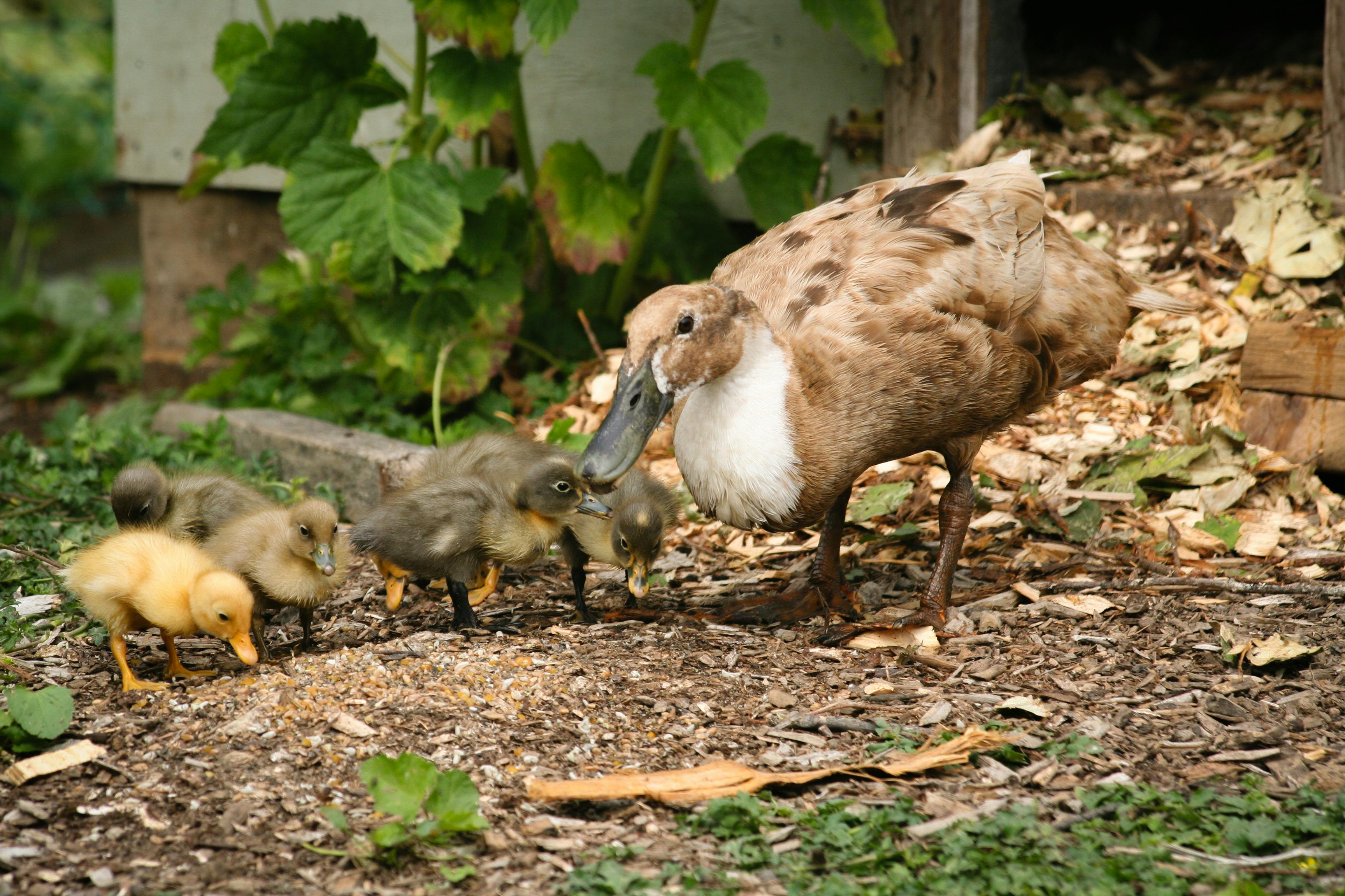 Mamá Pato Con Sus Patitos · Foto de stock gratuita