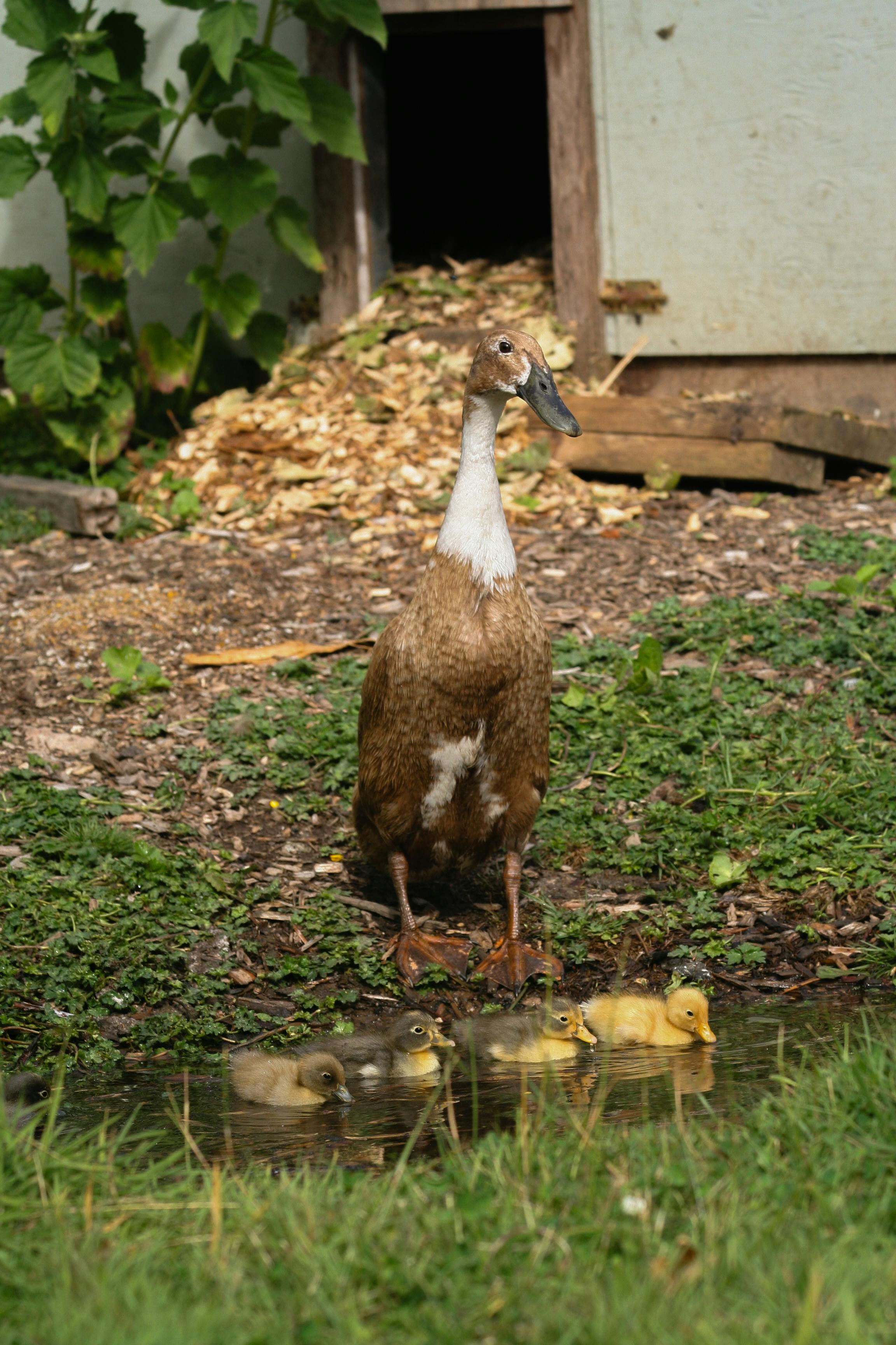 Mamá Pato Con Sus Patitos · Foto de stock gratuita
