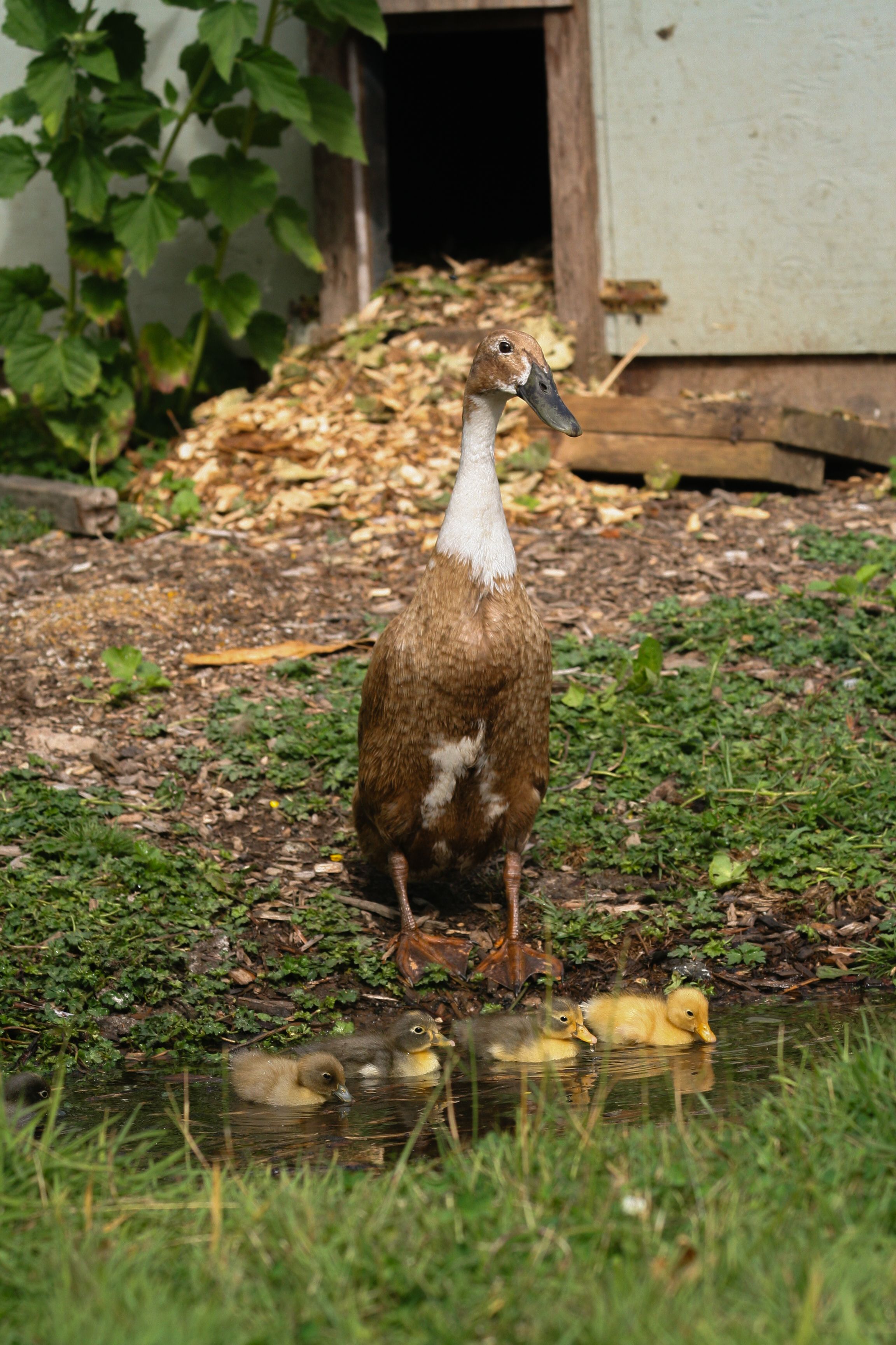 Livestock Guarding Photos, Download The BEST Free Livestock Guarding ...