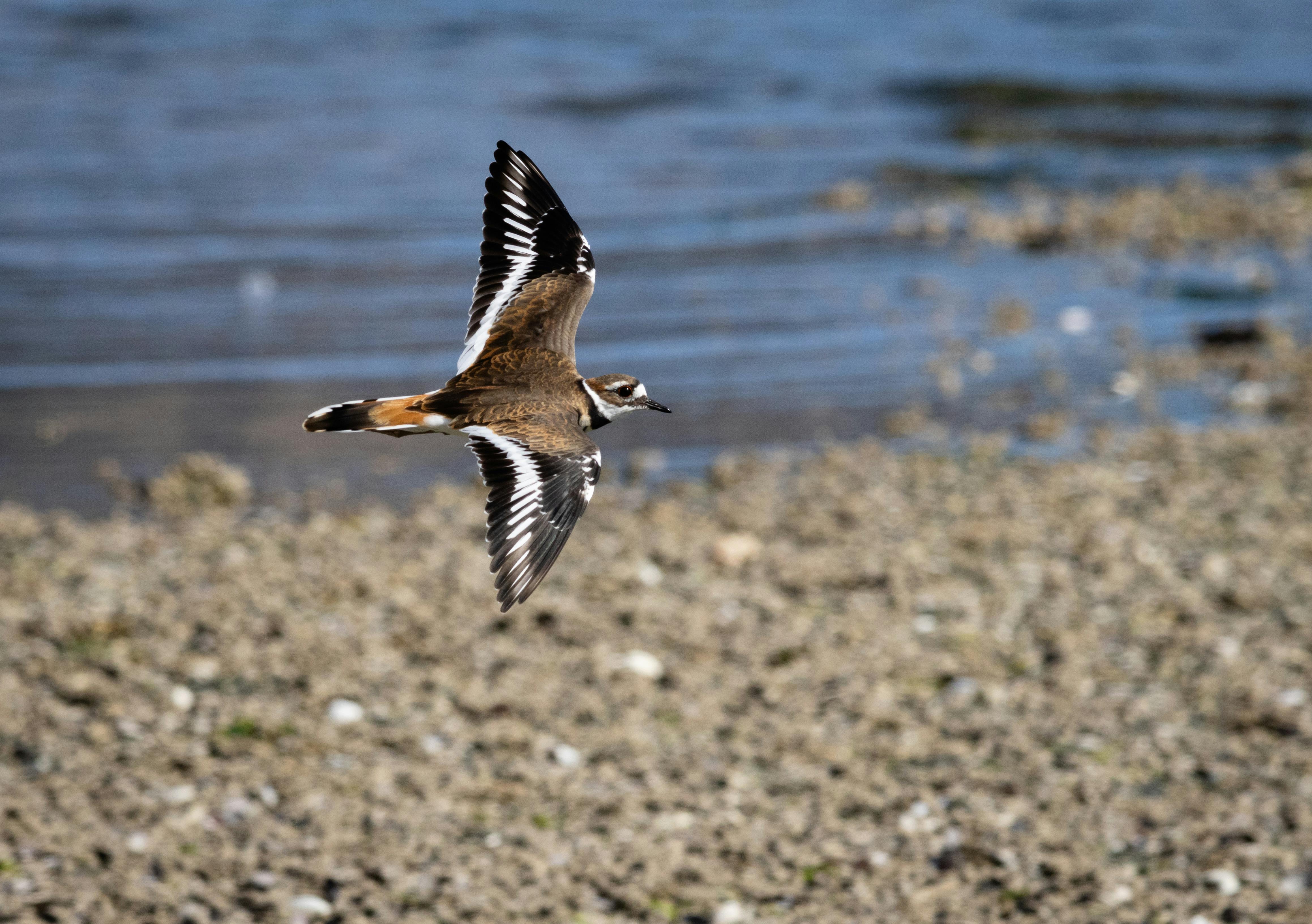 Killdeer Bird in Flight Over Coastal Rocks · Free Stock Photo