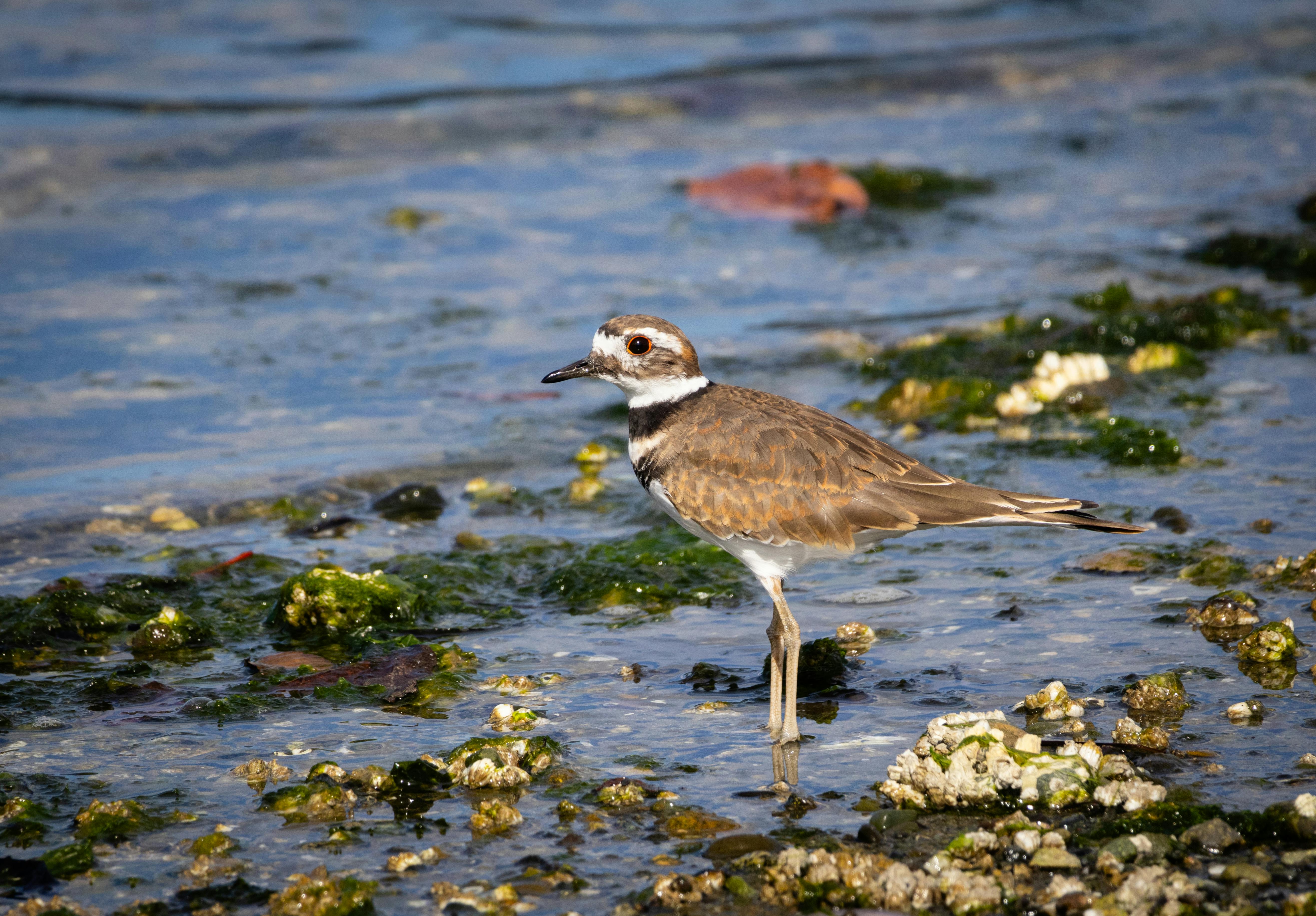 Oregon Bird Identification: A Comprehensive Field Guide