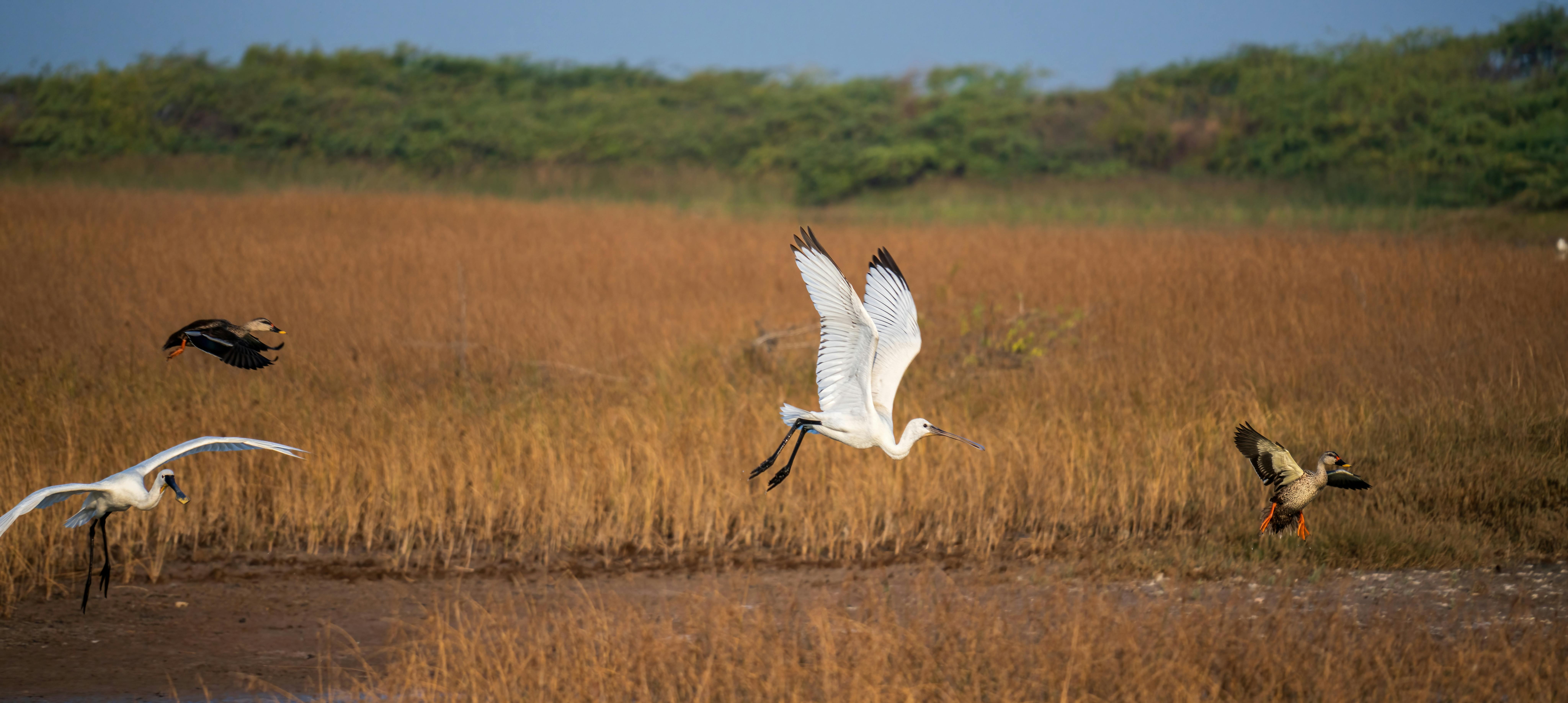 Birds in Flight Over Grasslands in Jamnagar · Free Stock Photo