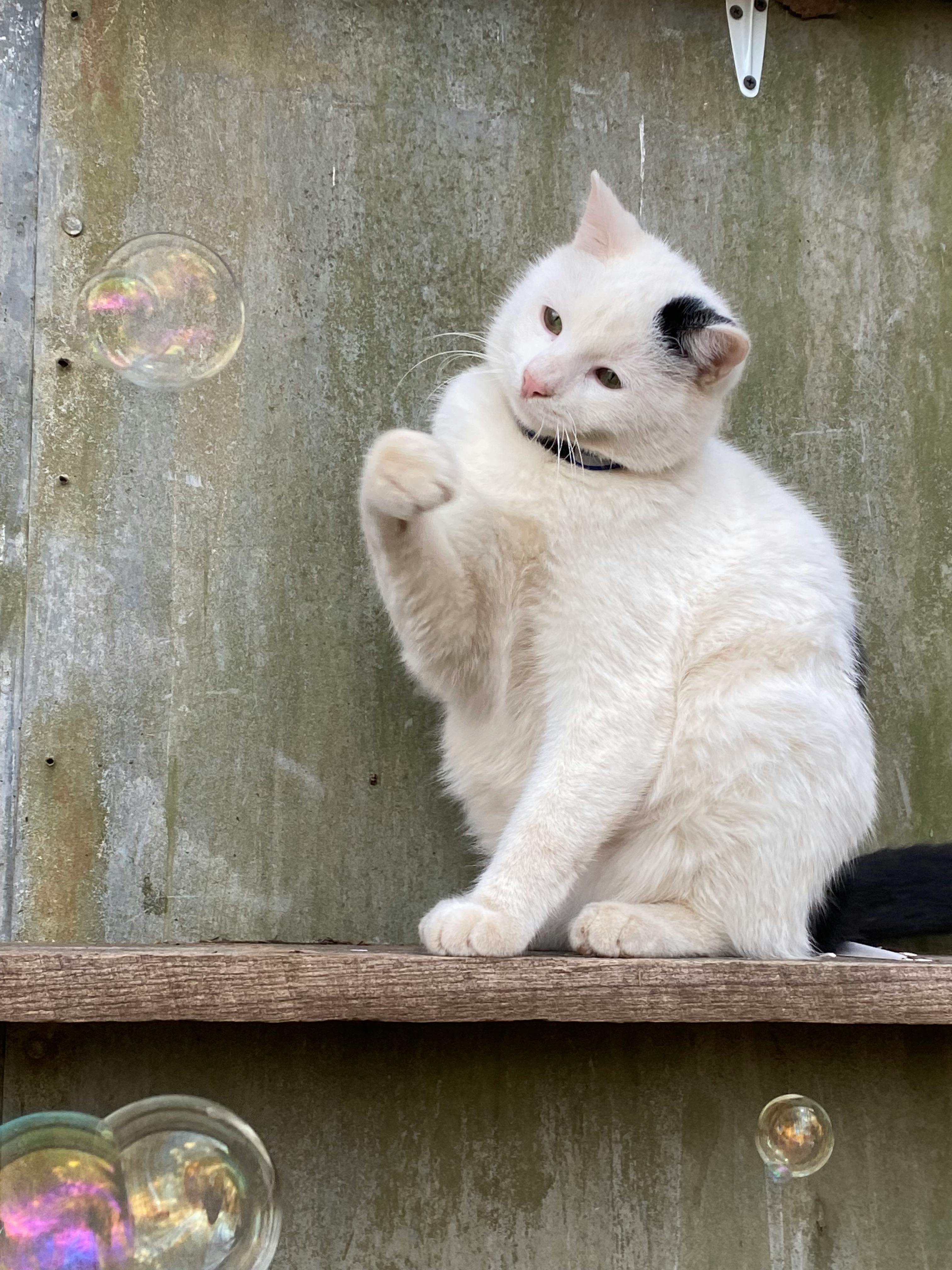Playful White Cat Pawing at Bubbles Outdoors · Free Stock Photo