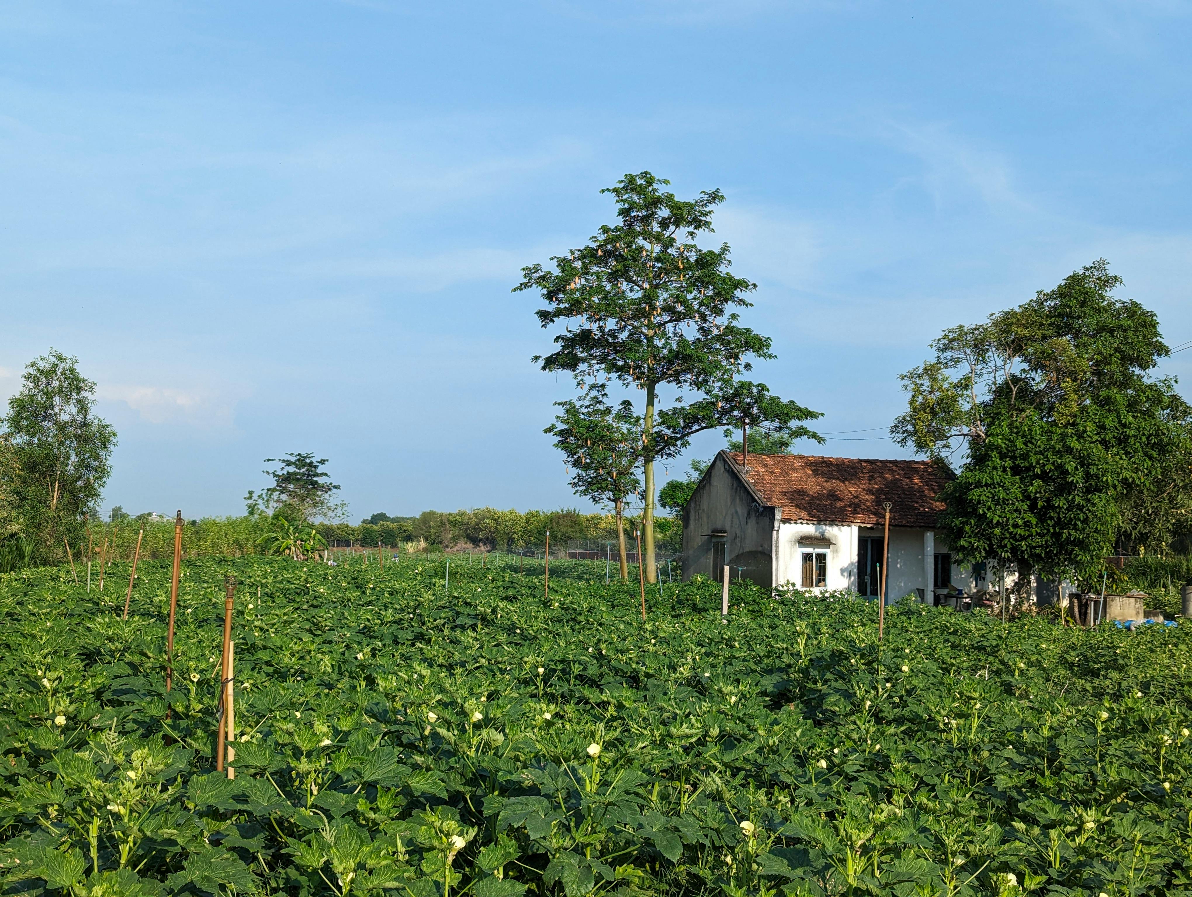 Plantation Tree Photos, Download The BEST Free Plantation Tree Stock ...