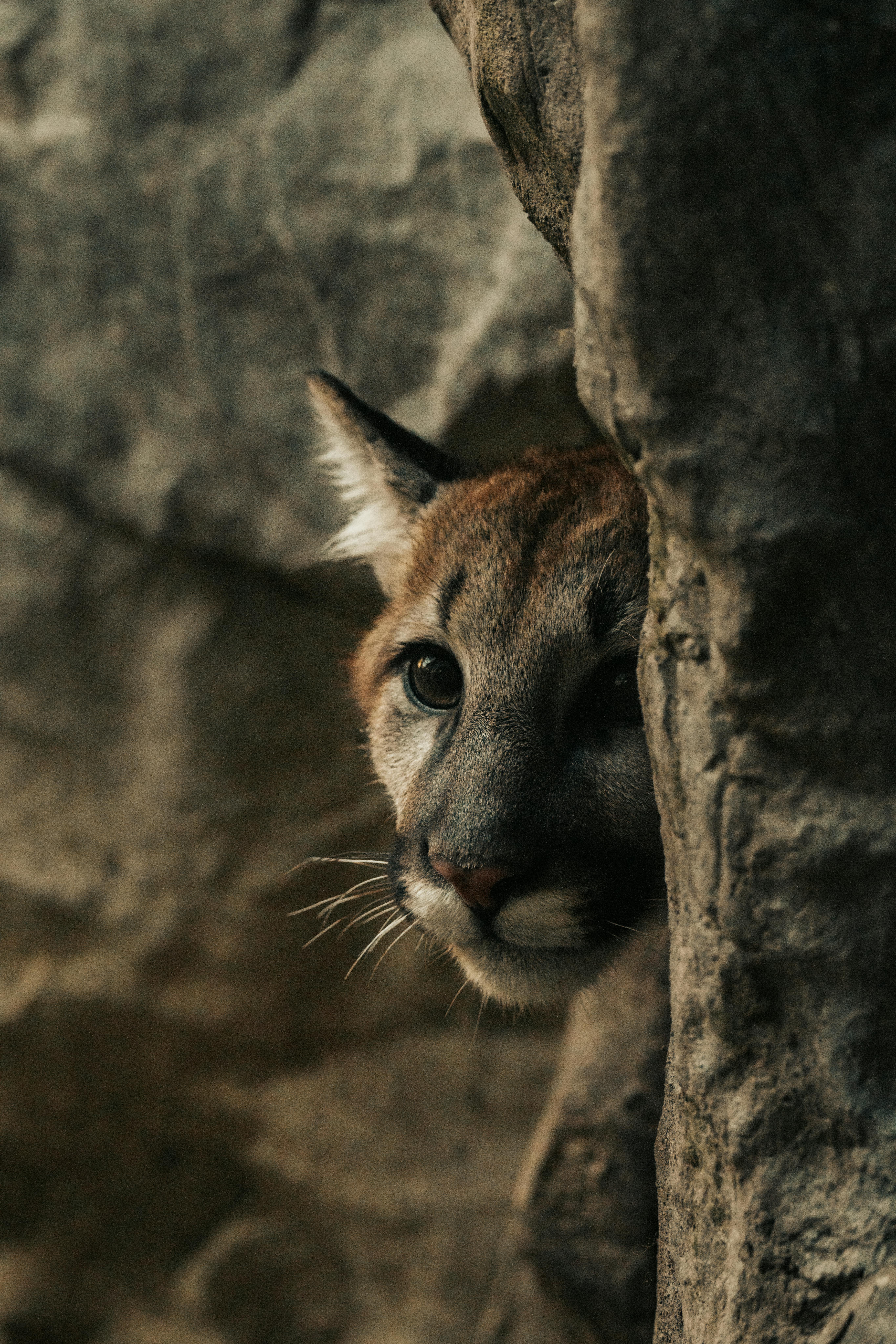 Close-Up of a Puma Peeking from Rocks · Free Stock Photo