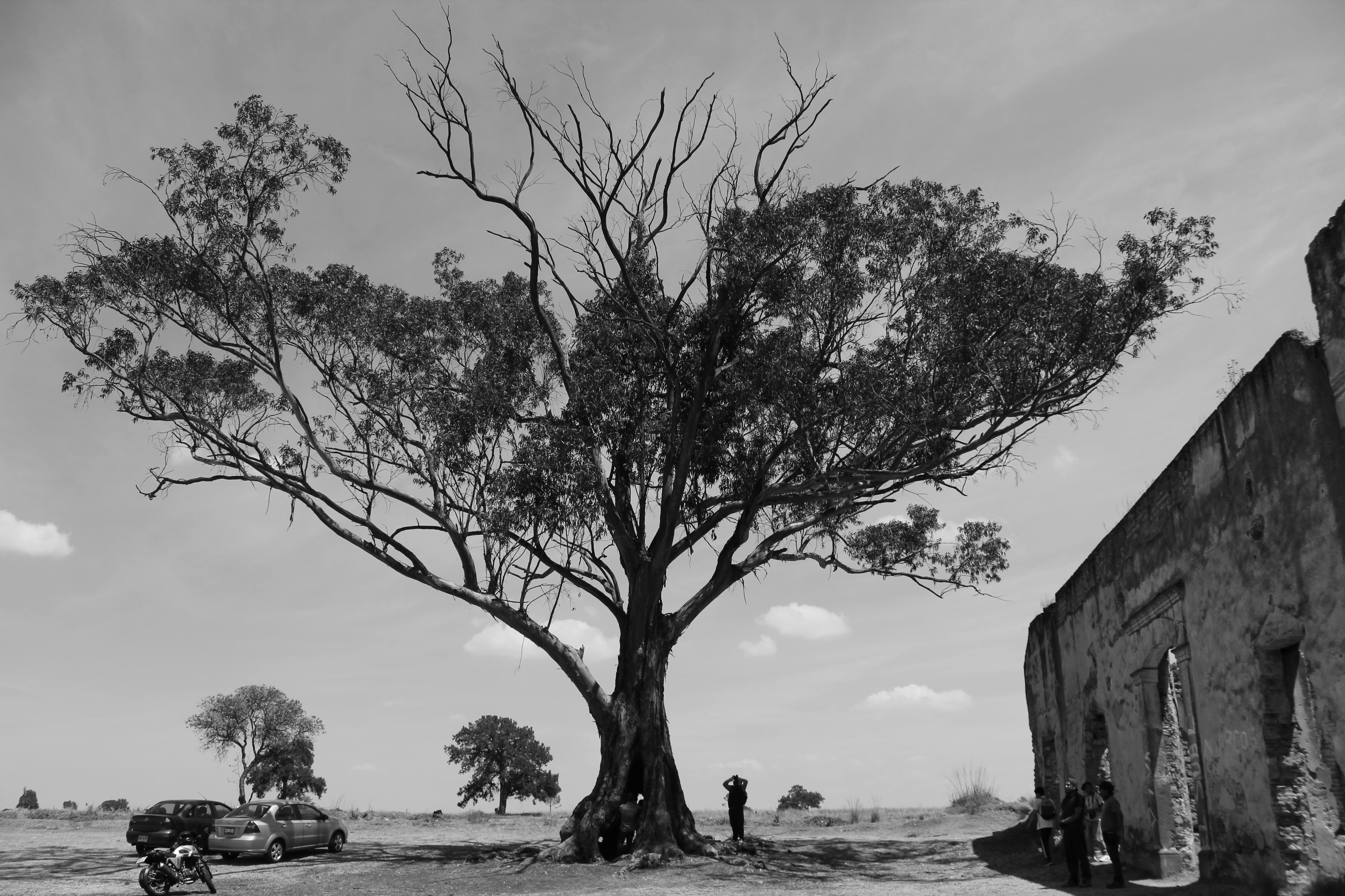 Black and White Rustic Ruins Scene · Free Stock Photo