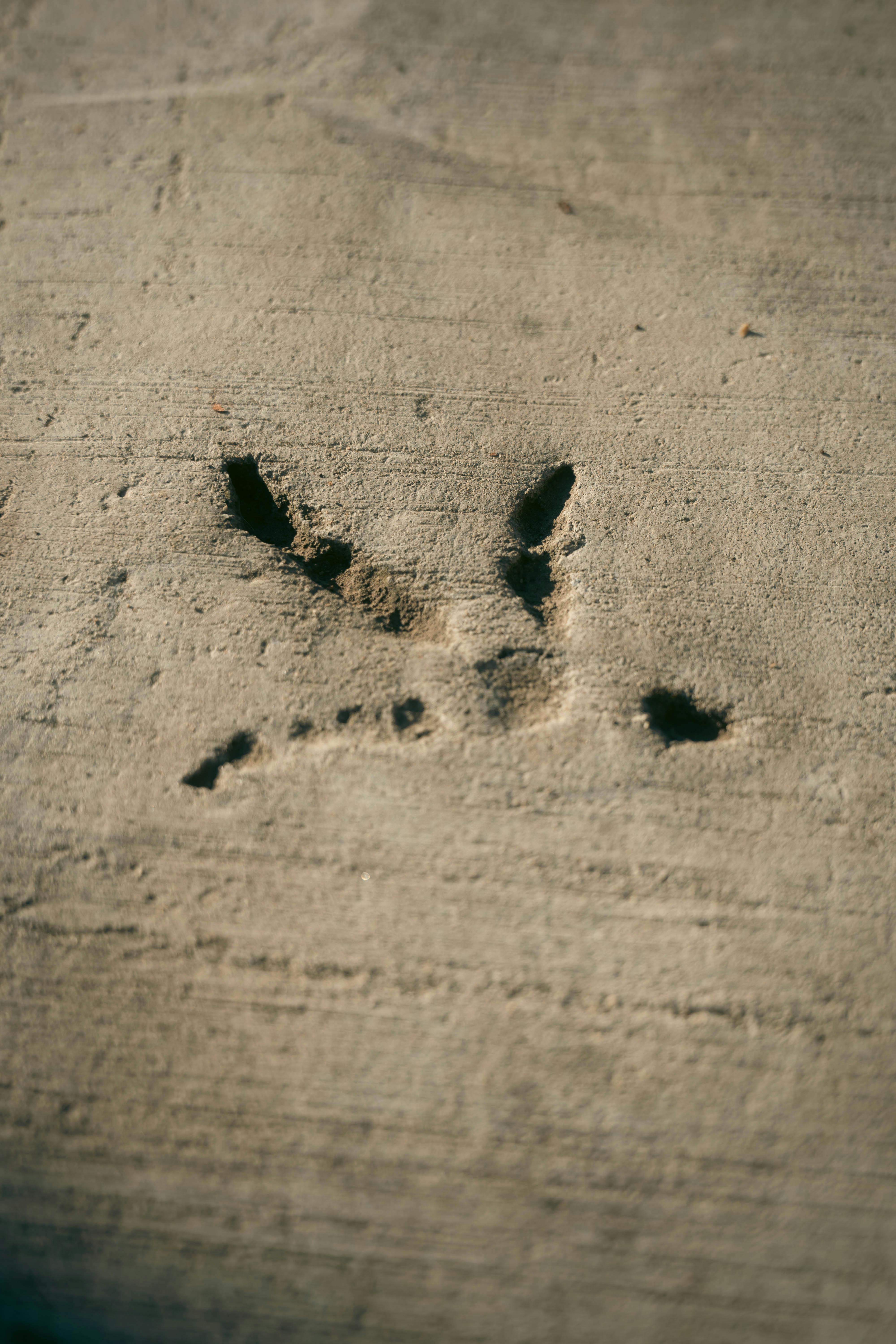 Chicken Footprint Photos, Download The BEST Free Chicken Footprint ...