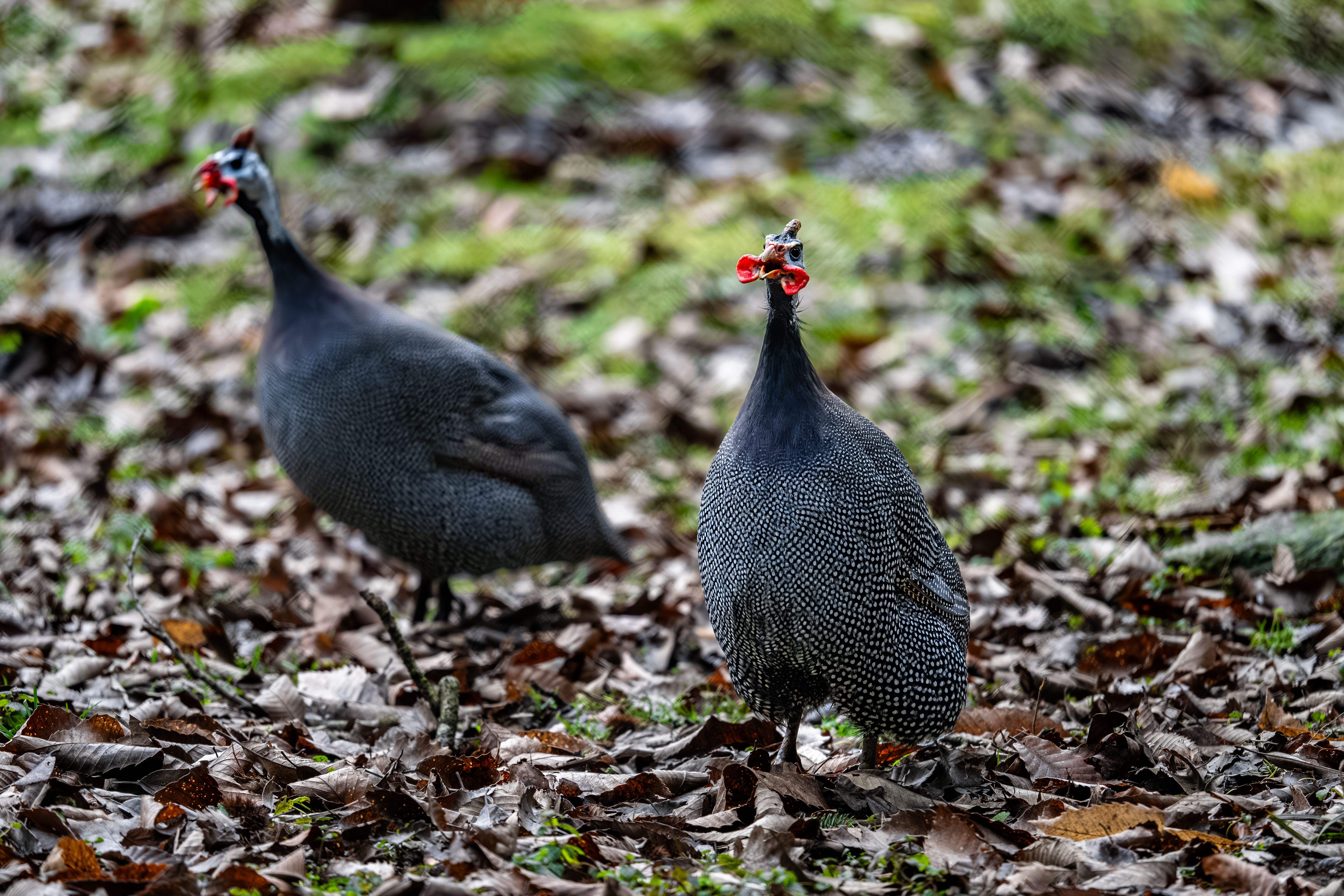 Helmeted Guineafowl in Natural Habitat · Free Stock Photo